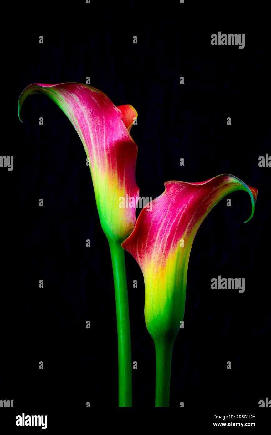Two Lovely Red Green Calla Lillies Stock Photo - Alamy