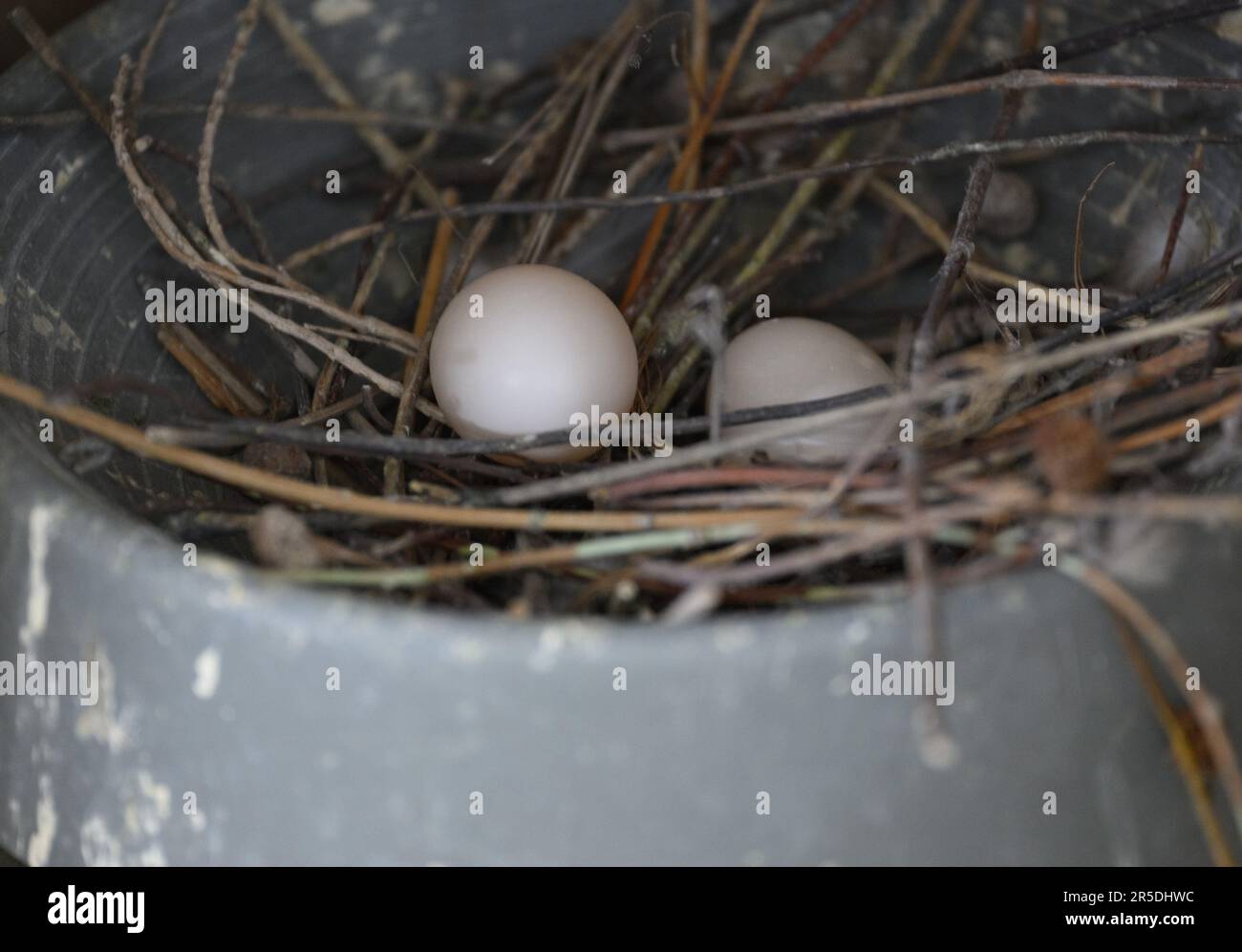 Pigeon eggs hi-res stock photography and images - Alamy