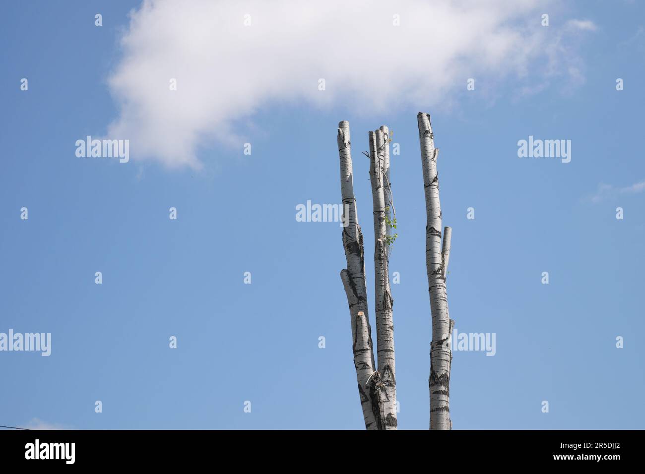 low angle view of tree cut down Stock Photo - Alamy