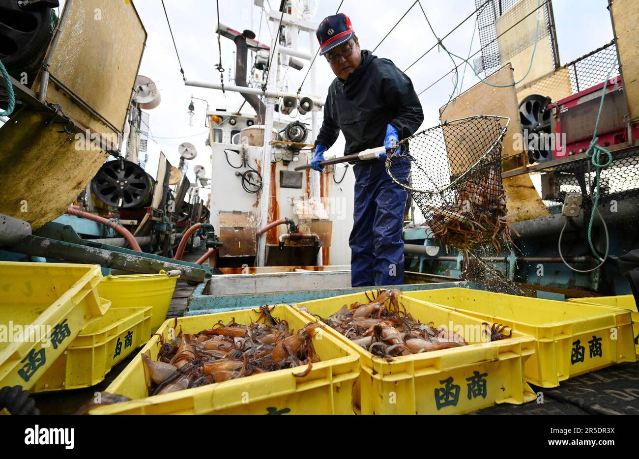 Japanese flying squids, Surumeika, are unloaded at Hakodate Fishing Port in Hakodate City ...