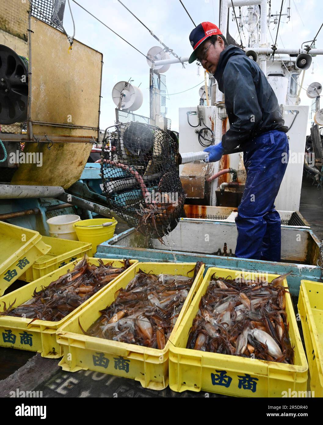 Japanese flying squids, Surumeika, are unloaded at Hakodate Fishing ...
