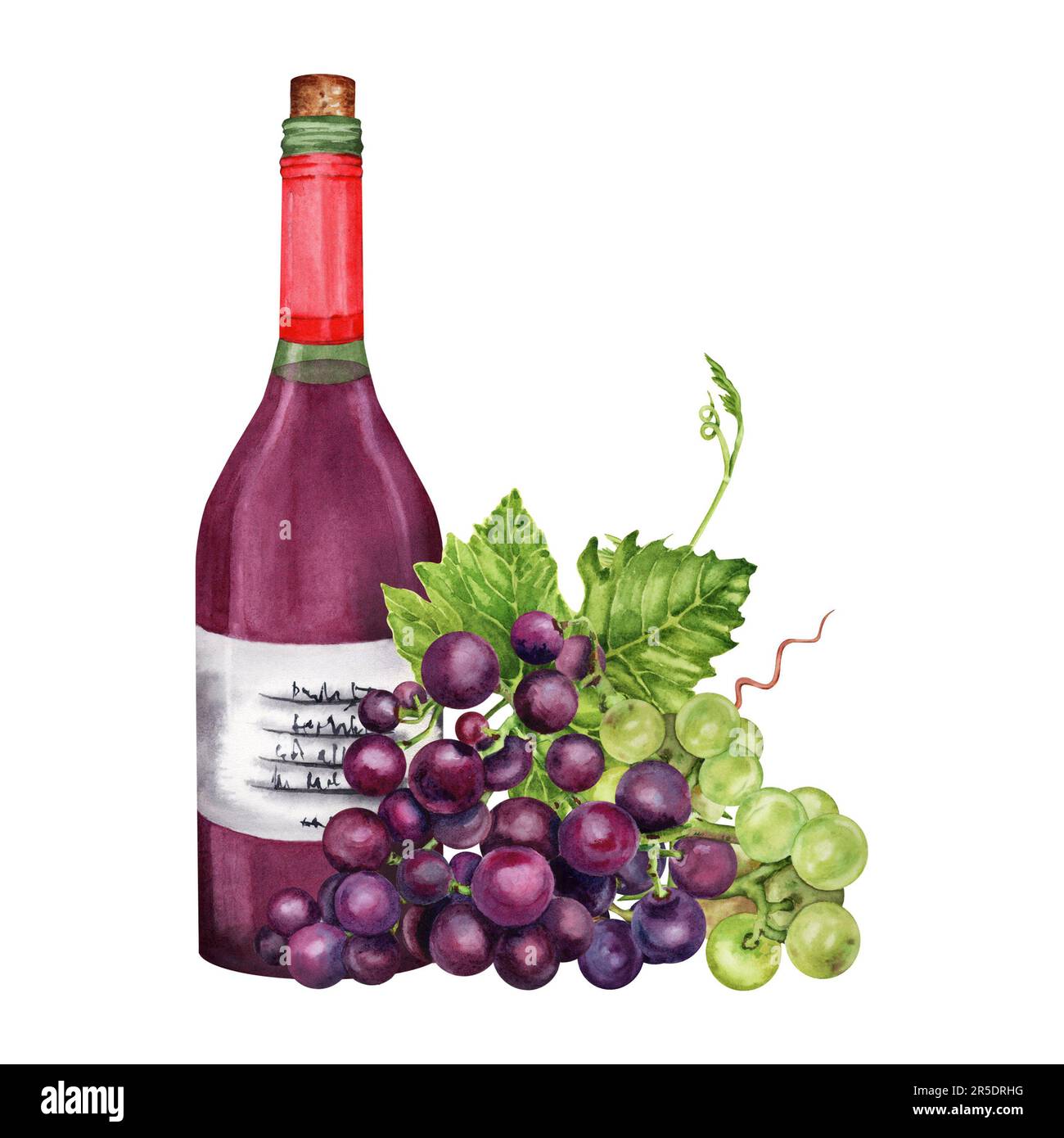 Bottle of red wine with grapes and green grape vines and leaves. Hand ...