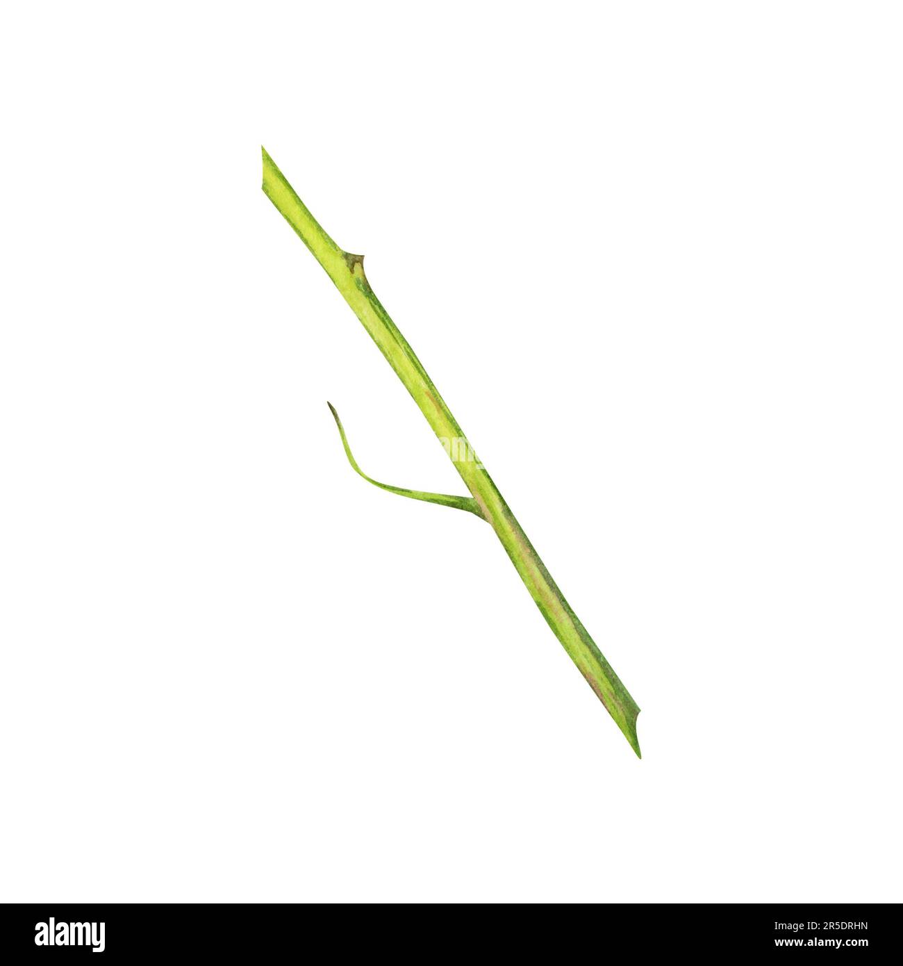 Watercolor green vine twig elements. Hand drawn isolated plant stem ...