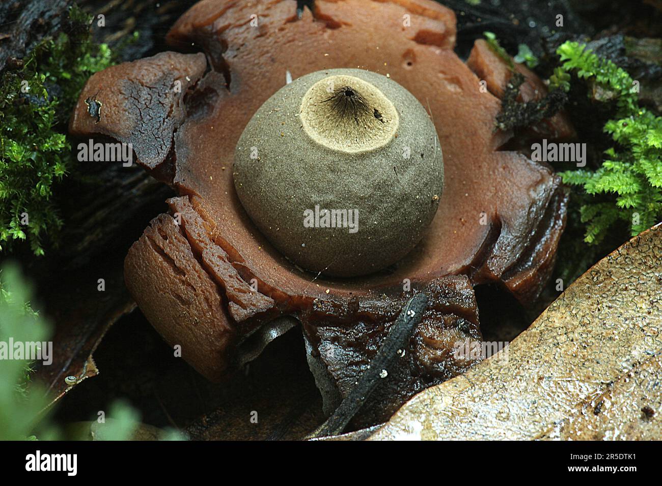 Earthstar fungus (Gaestrum sp Stock Photo - Alamy