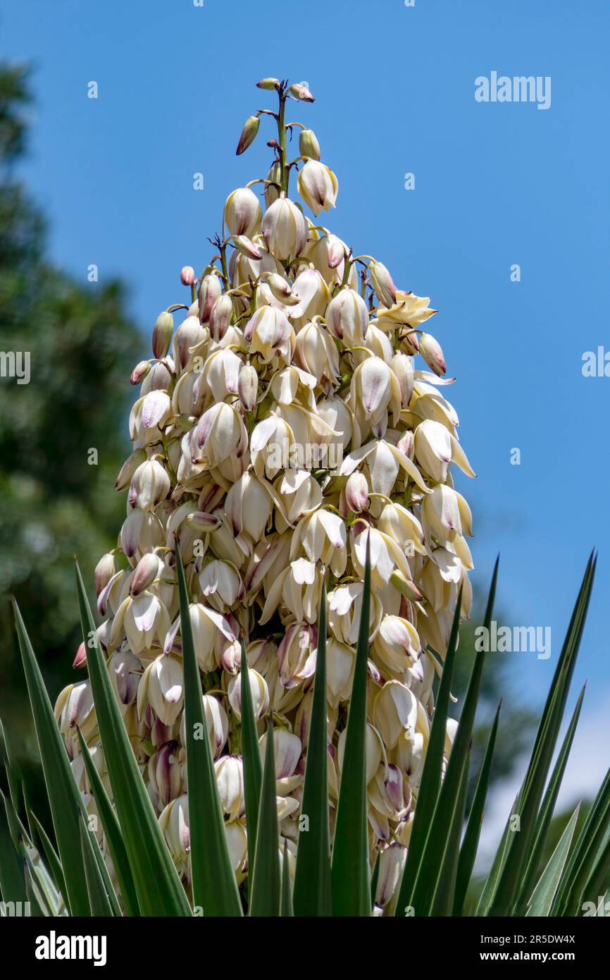 Yucca Gloriosa evergreen succulent cactus shrub also called Spanish ...