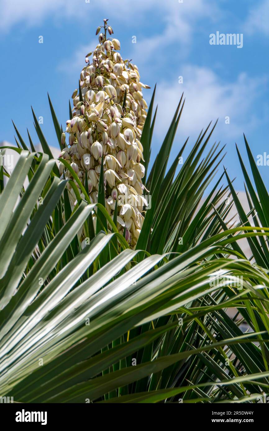 Yucca gloriosa spanish dagger hi-res stock photography and images - Alamy