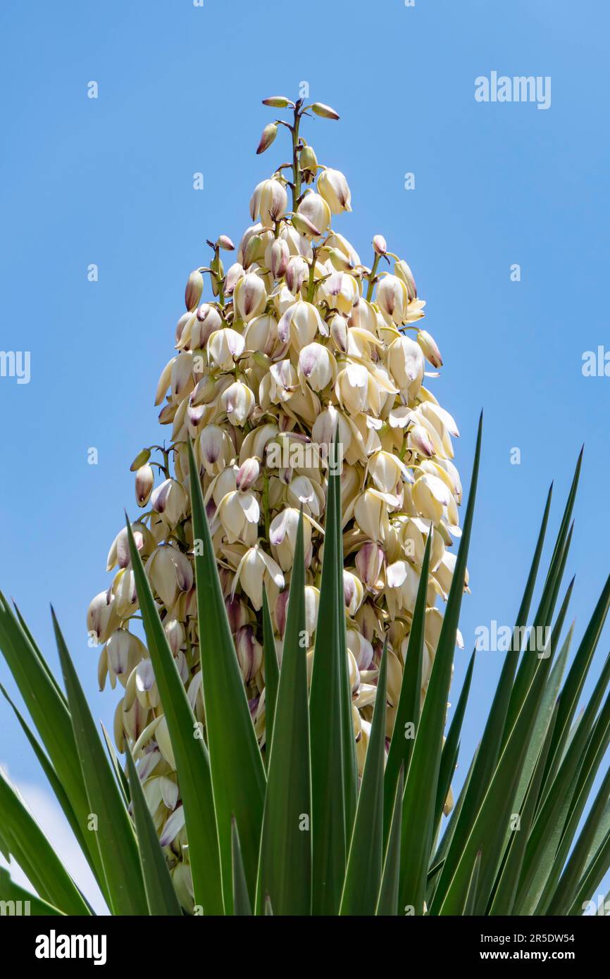 Yucca Gloriosa evergreen succulent cactus shrub also called Spanish ...