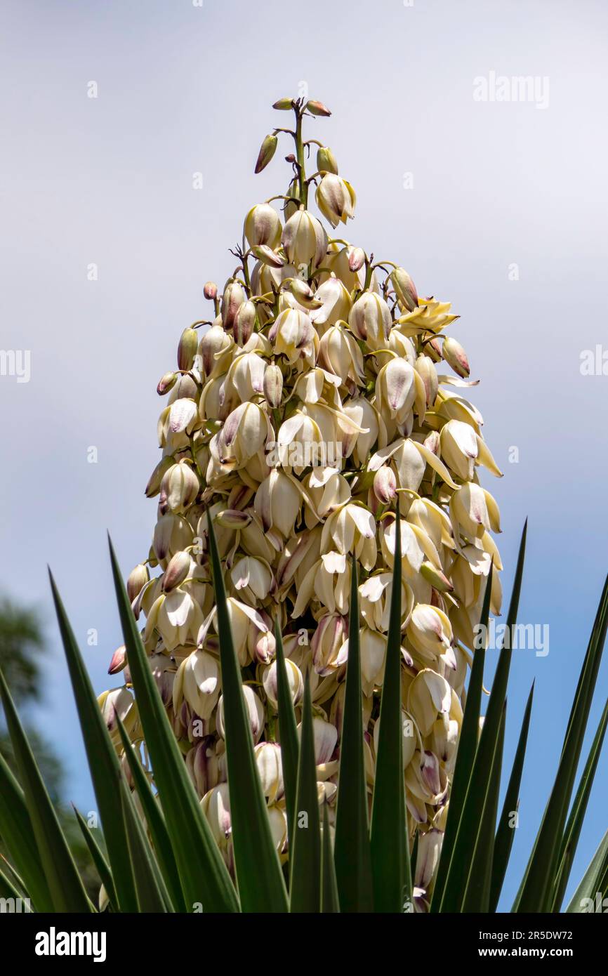 Yucca Gloriosa evergreen succulent cactus shrub also called Spanish ...