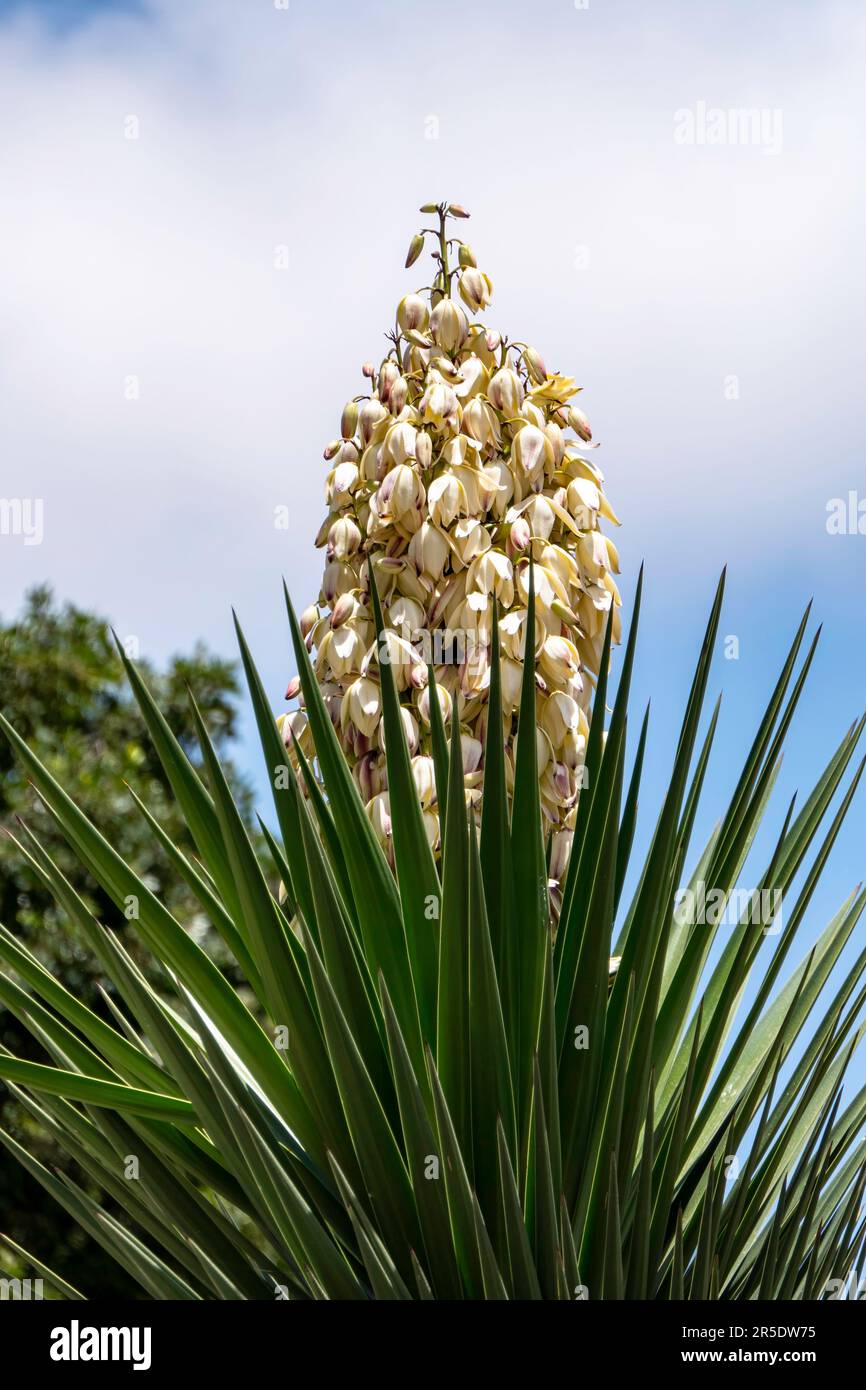 Yucca Gloriosa evergreen succulent cactus shrub also called Spanish ...
