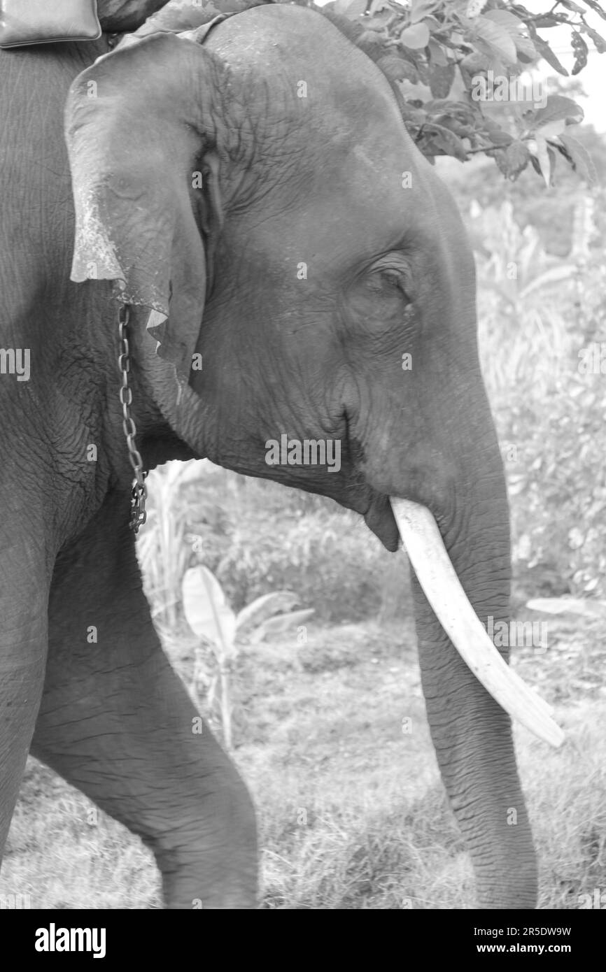 Elephant keeper Black and White Stock Photos & Images - Alamy