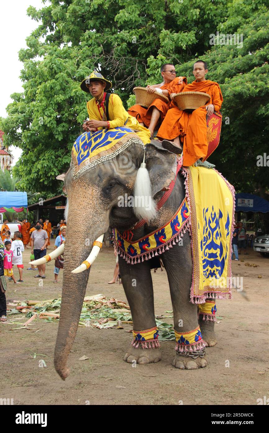 Close up elephant face in hi-res stock photography and images - Alamy