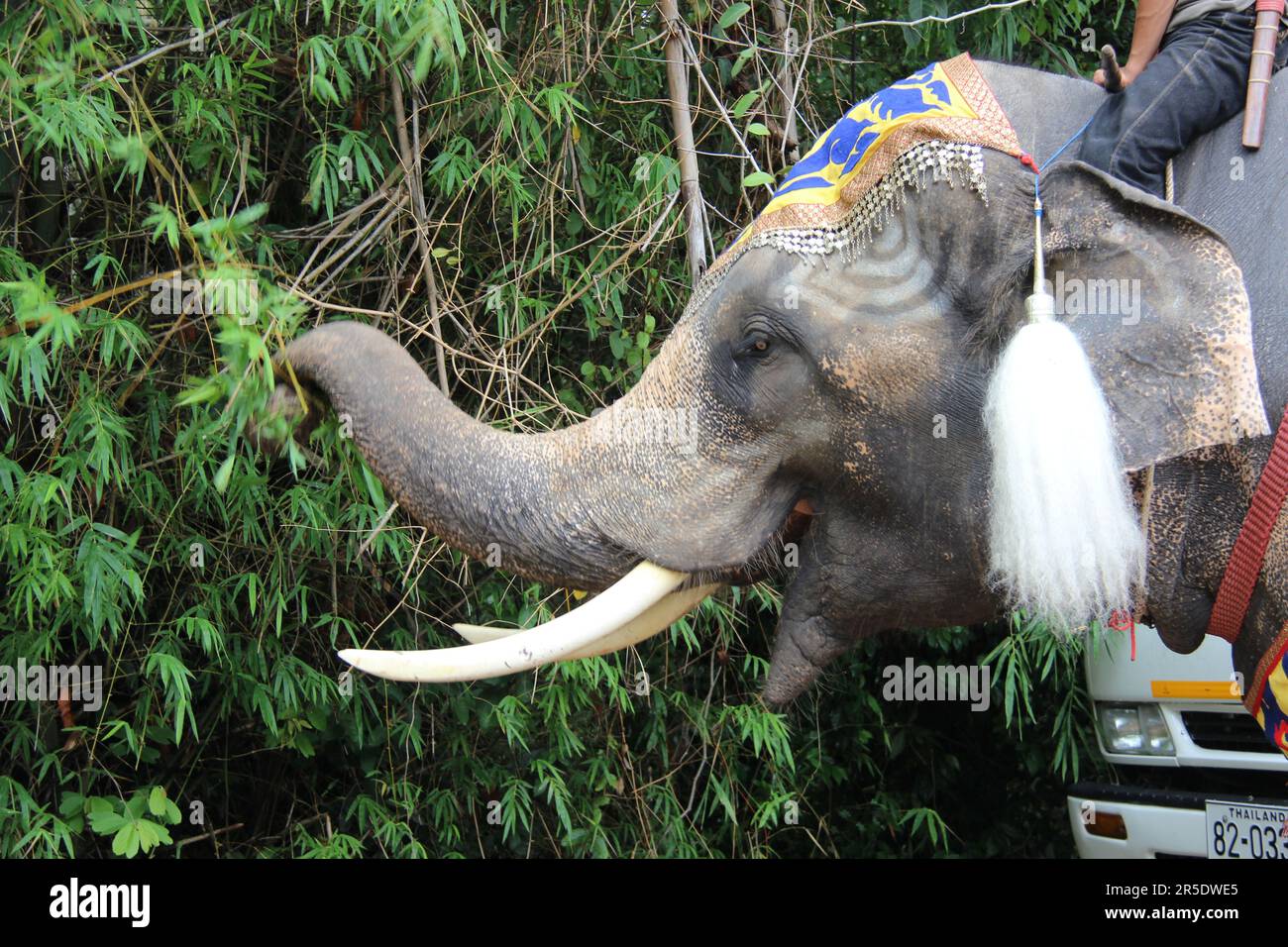 Asian elephant in Thailand Stock Photo - Alamy