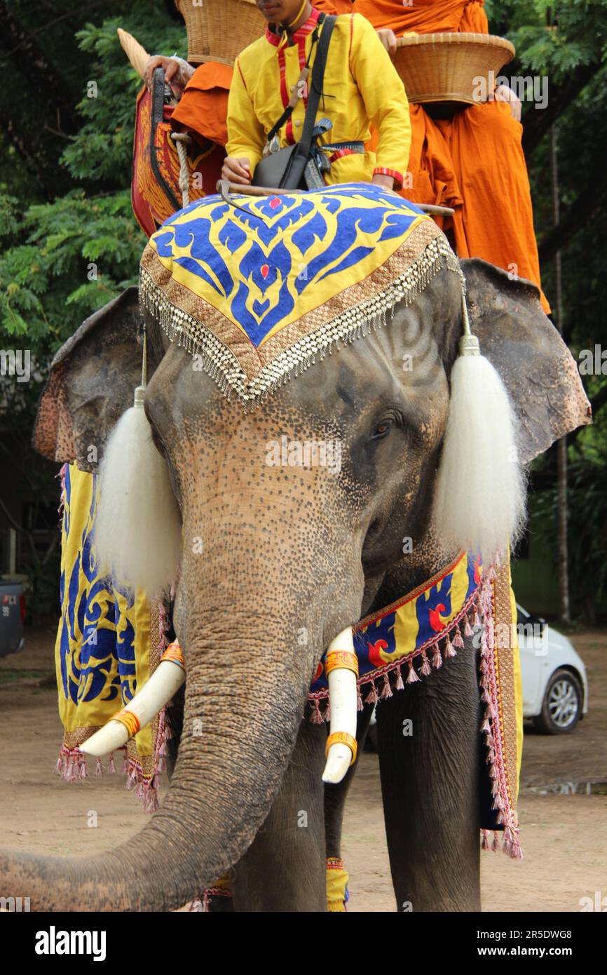 Elephant in thai cultural events hi-res stock photography and images ...