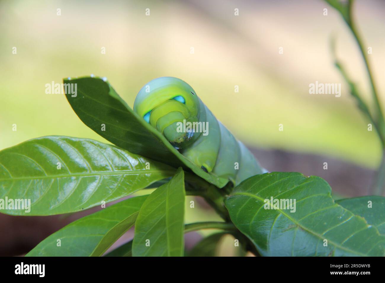 Blue eyed green caterpillar hi-res stock photography and images - Alamy