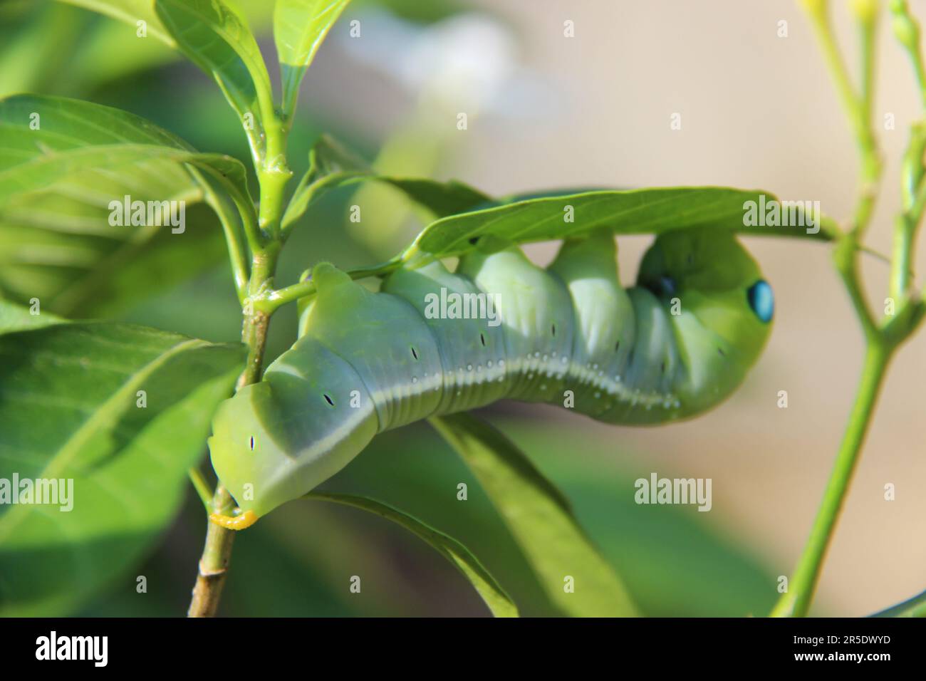 Green caterpillar on leaves in hi-res stock photography and images - Alamy