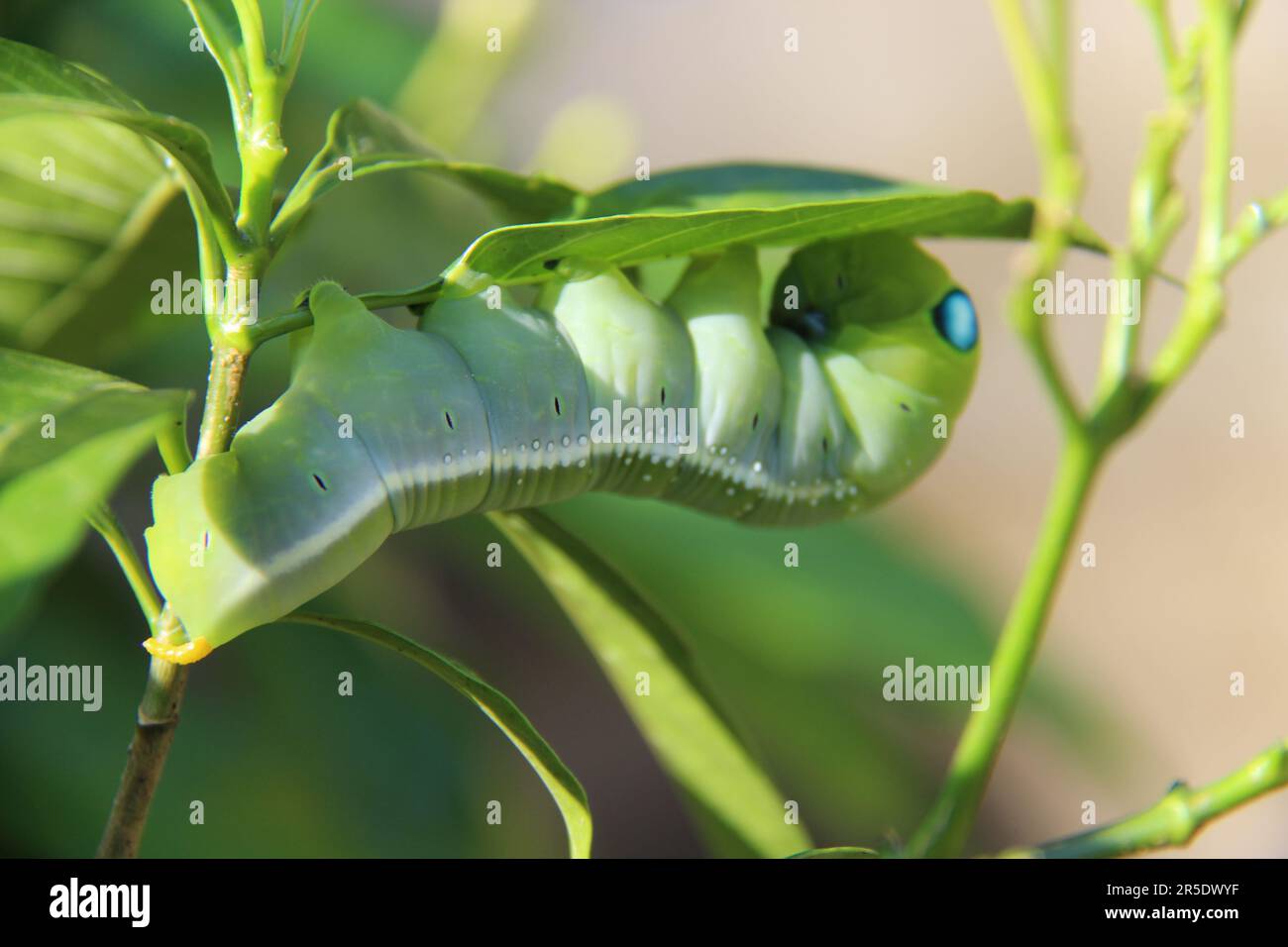 Green caterpillar on leaves in hi-res stock photography and images - Alamy