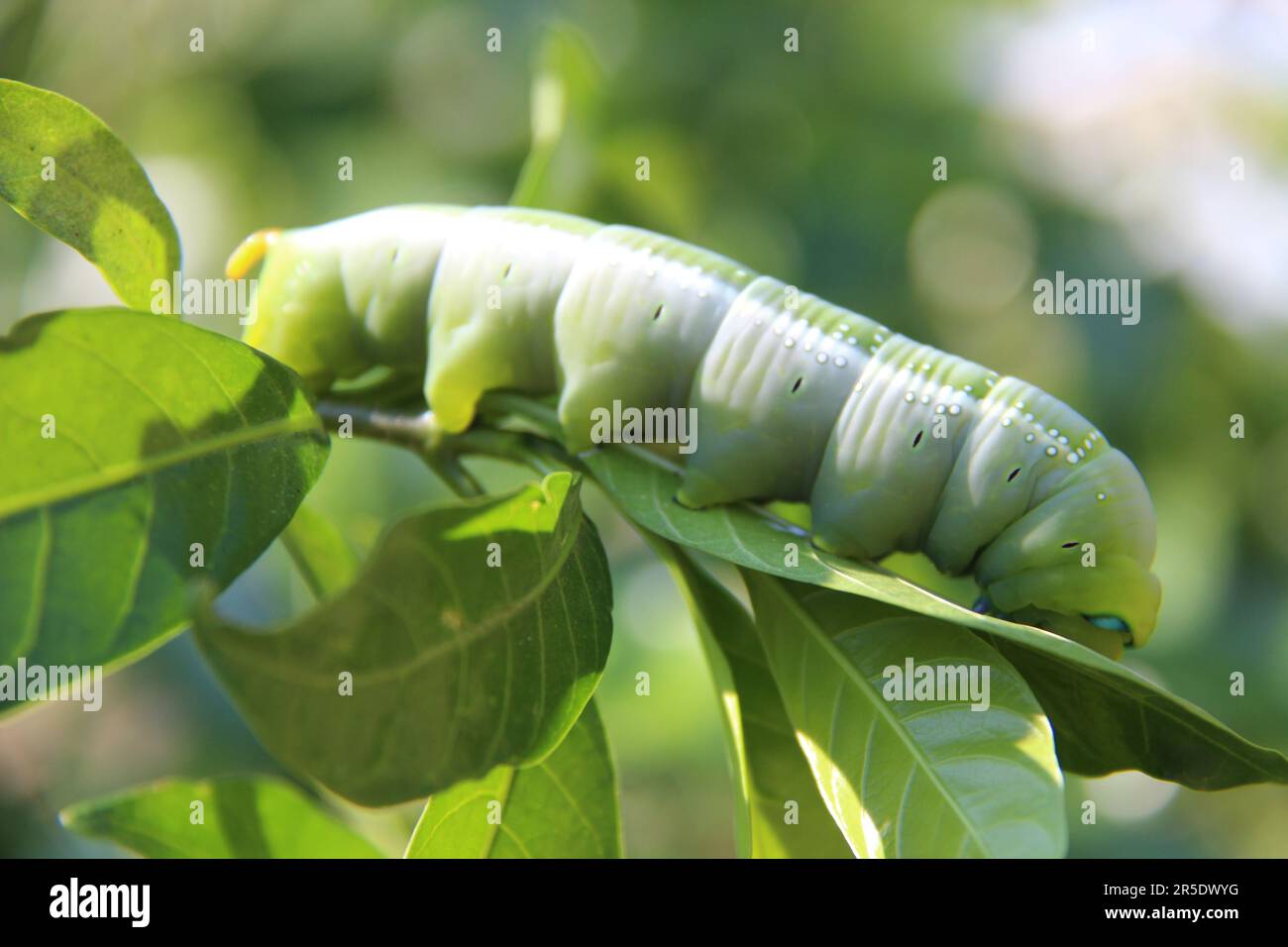 Green caterpillar on leaves in hi-res stock photography and images - Alamy