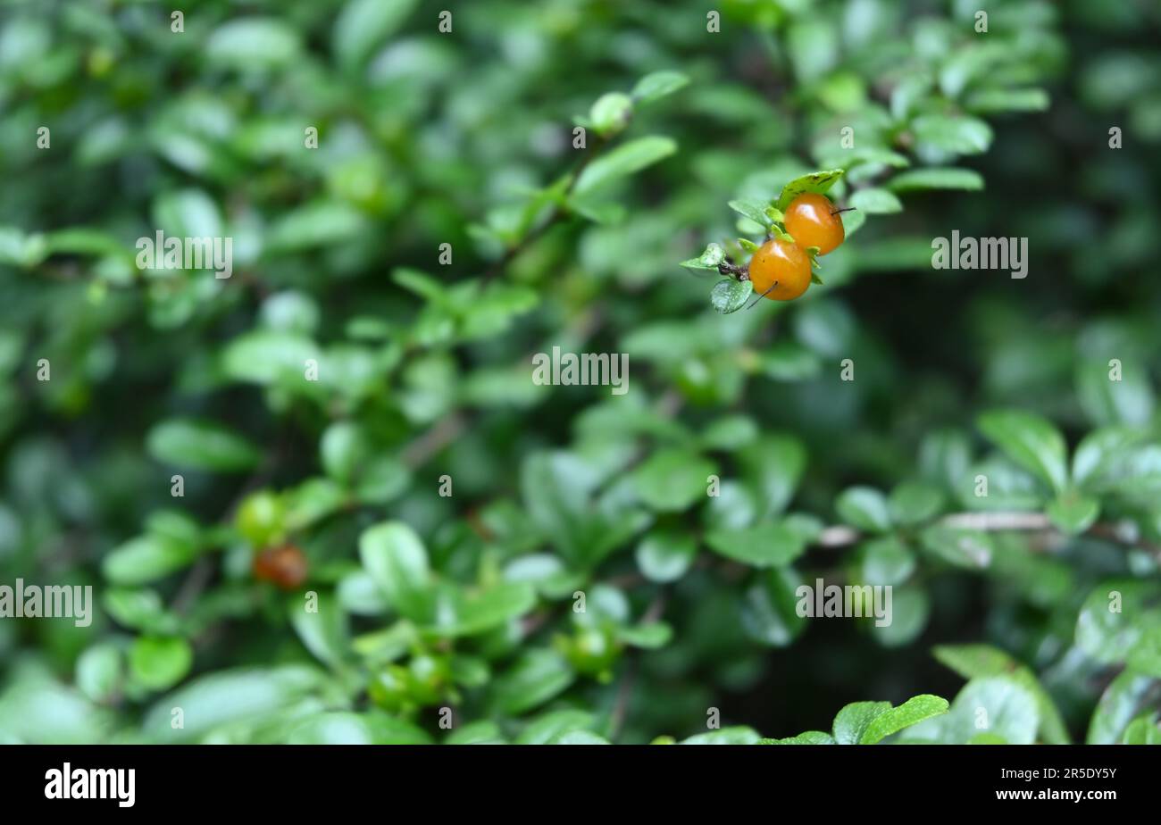Philippine tea tree fruits hi-res stock photography and images - Alamy