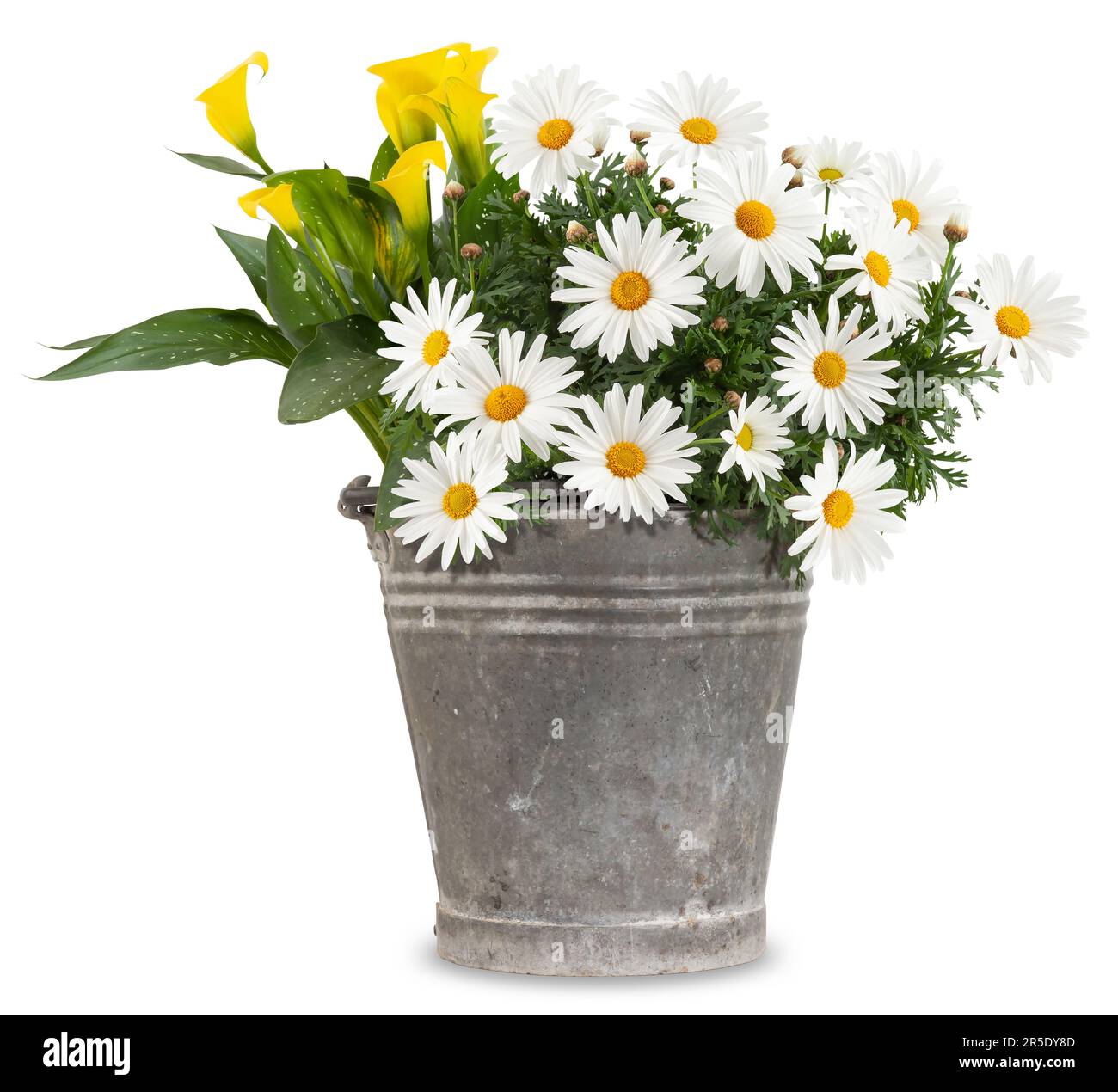 Bouquet of daisy flowers in a bucket Cut Out Stock Images & Pictures ...