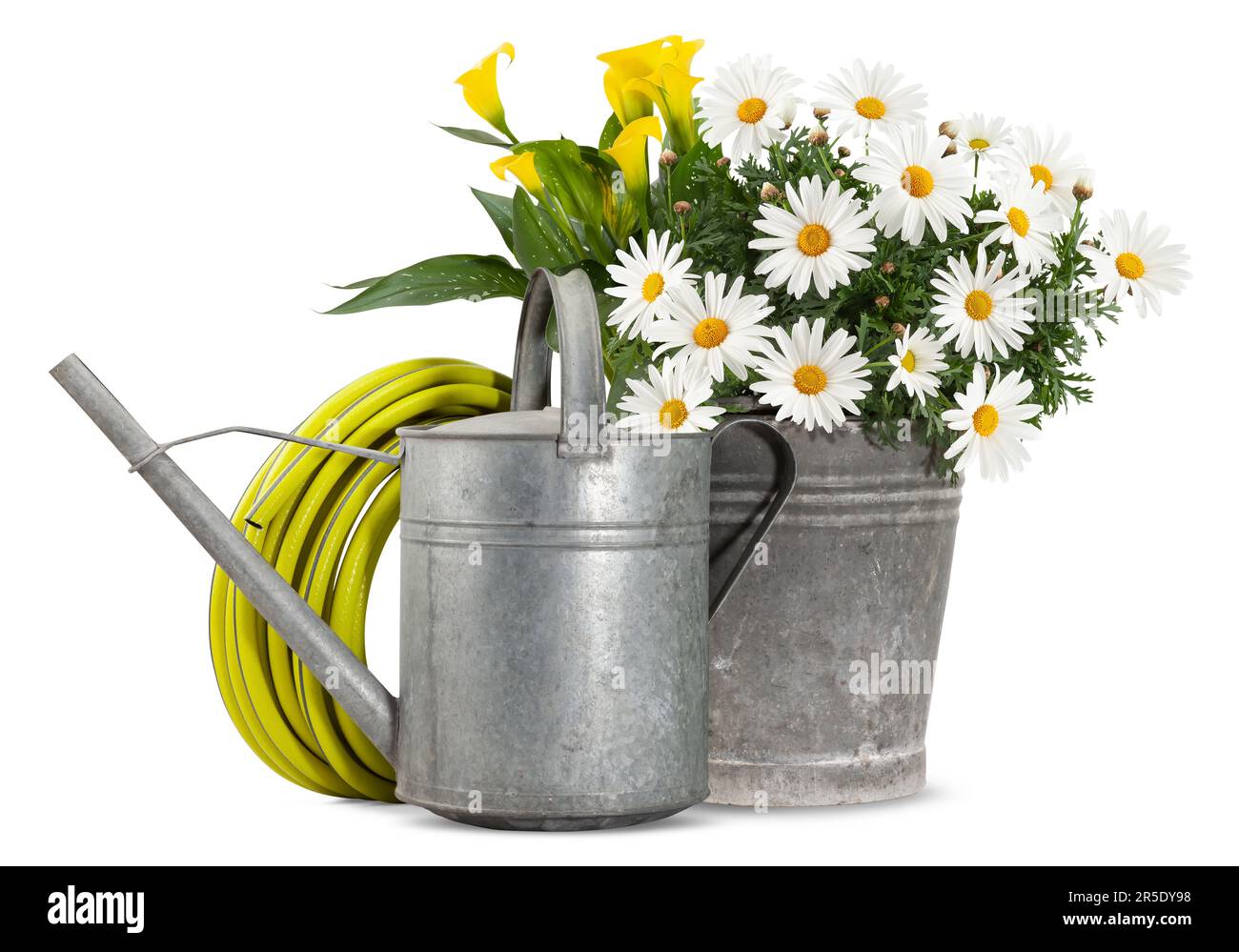 Daisies blooming plant in metal vintage bucket, watering can and hose ...
