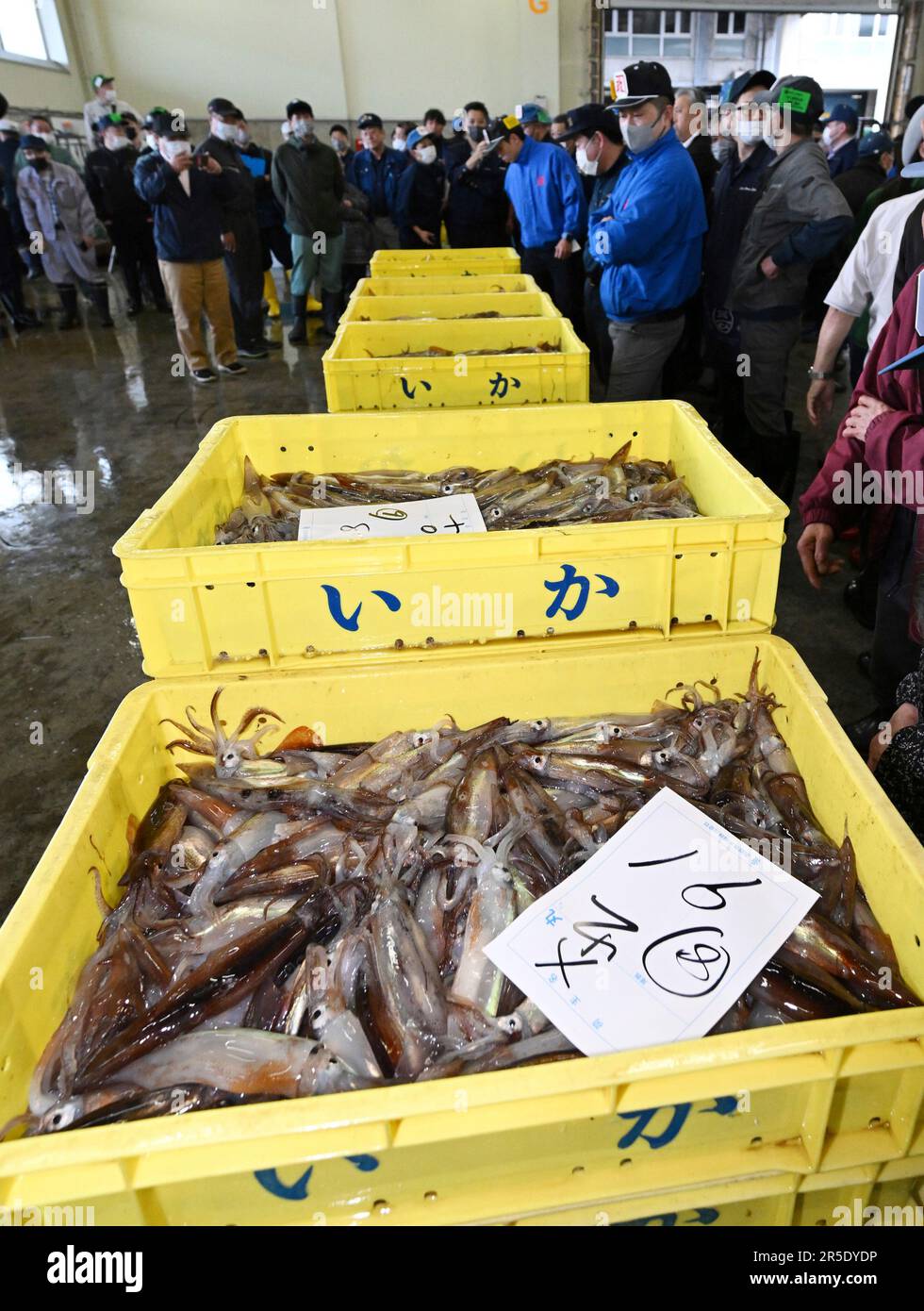 Japanese flying squids, Surumeika, are unloaded at Hakodate Fishing ...