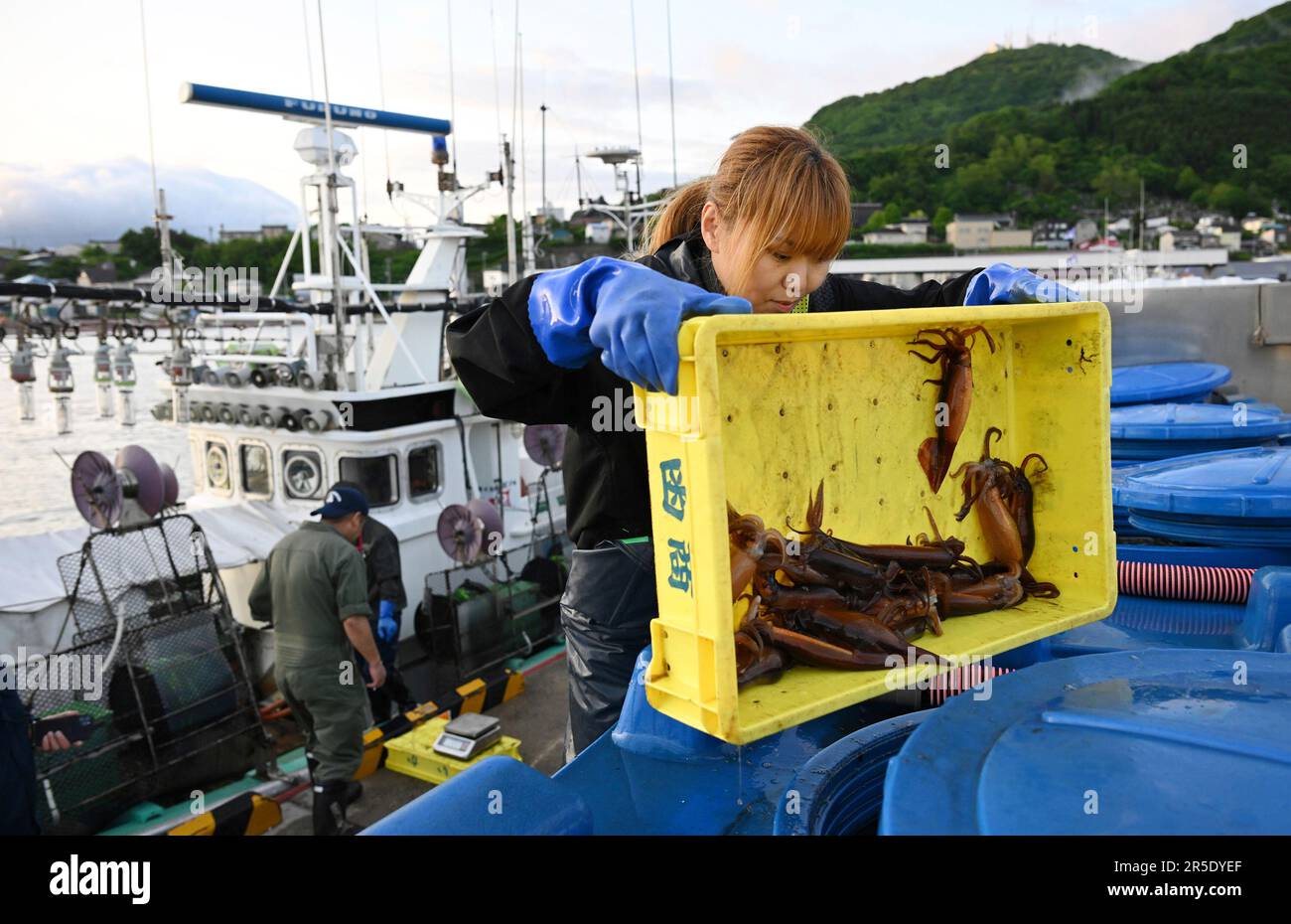 Japanese flying squids, Surumeika, are unloaded at Hakodate Fishing ...