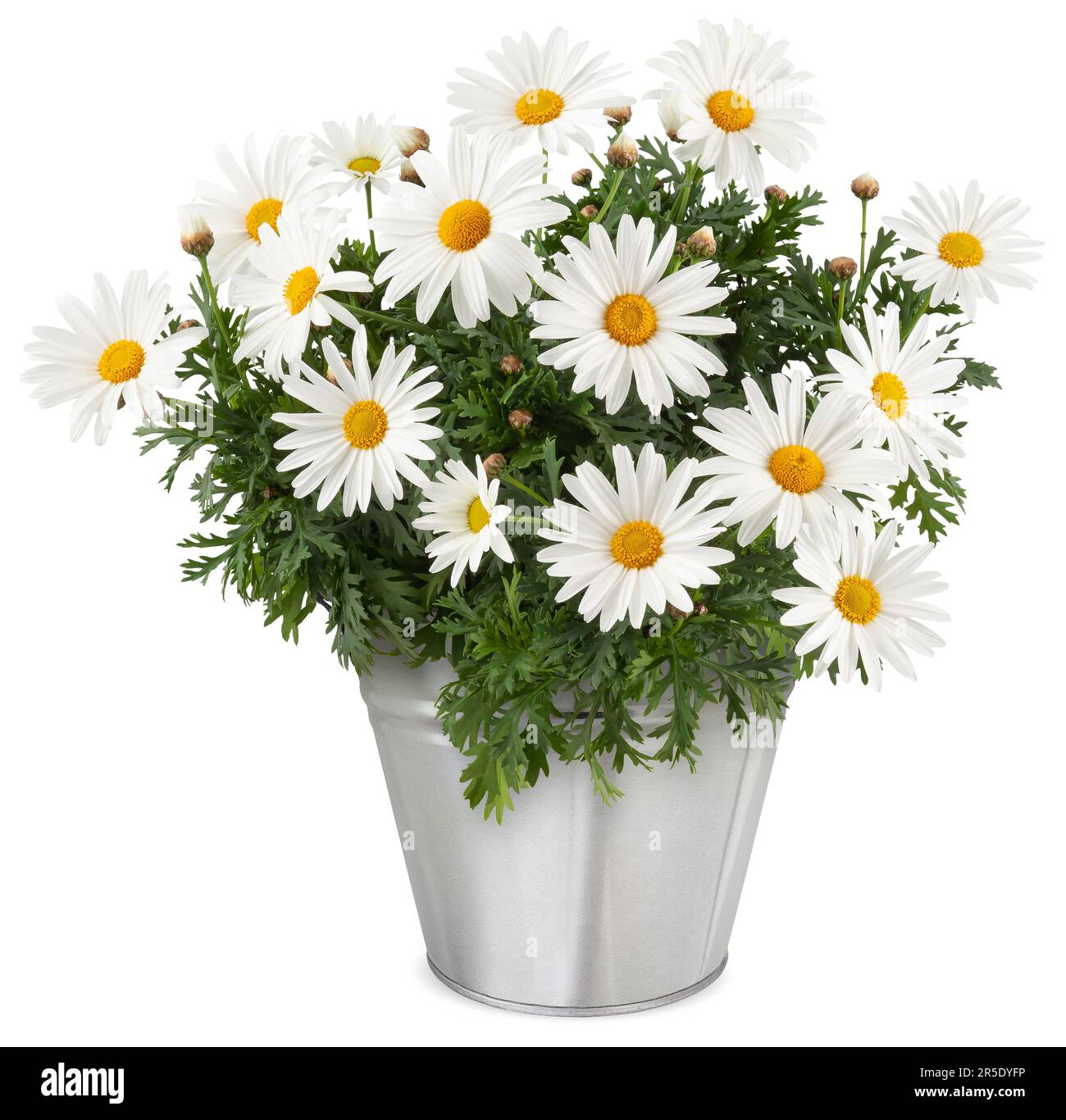 Daisies Blooming plant in metallic vintage bucket. Front view of daisy ...