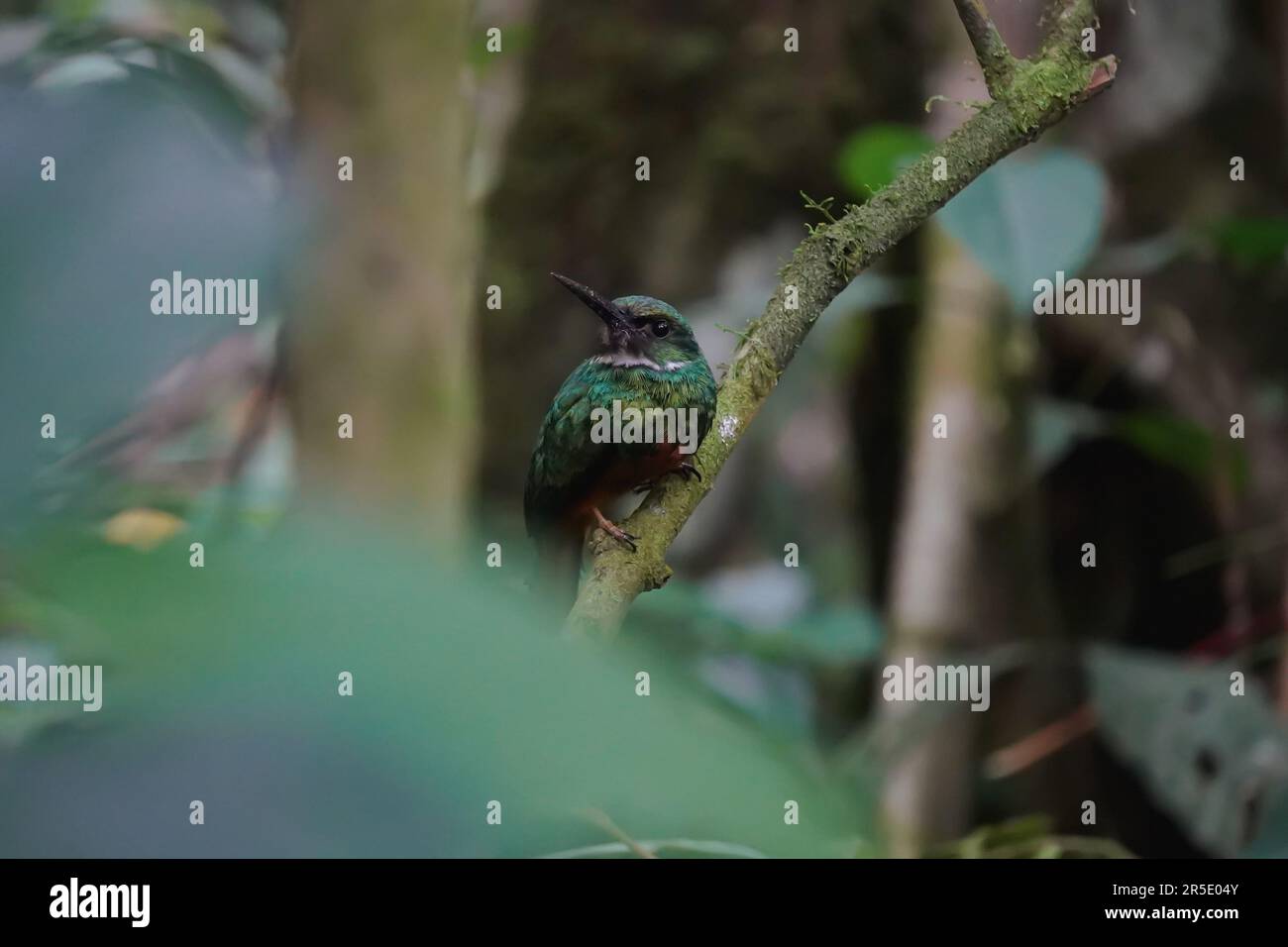Humming bird on a branch in Costa Rica Stock Photo - Alamy