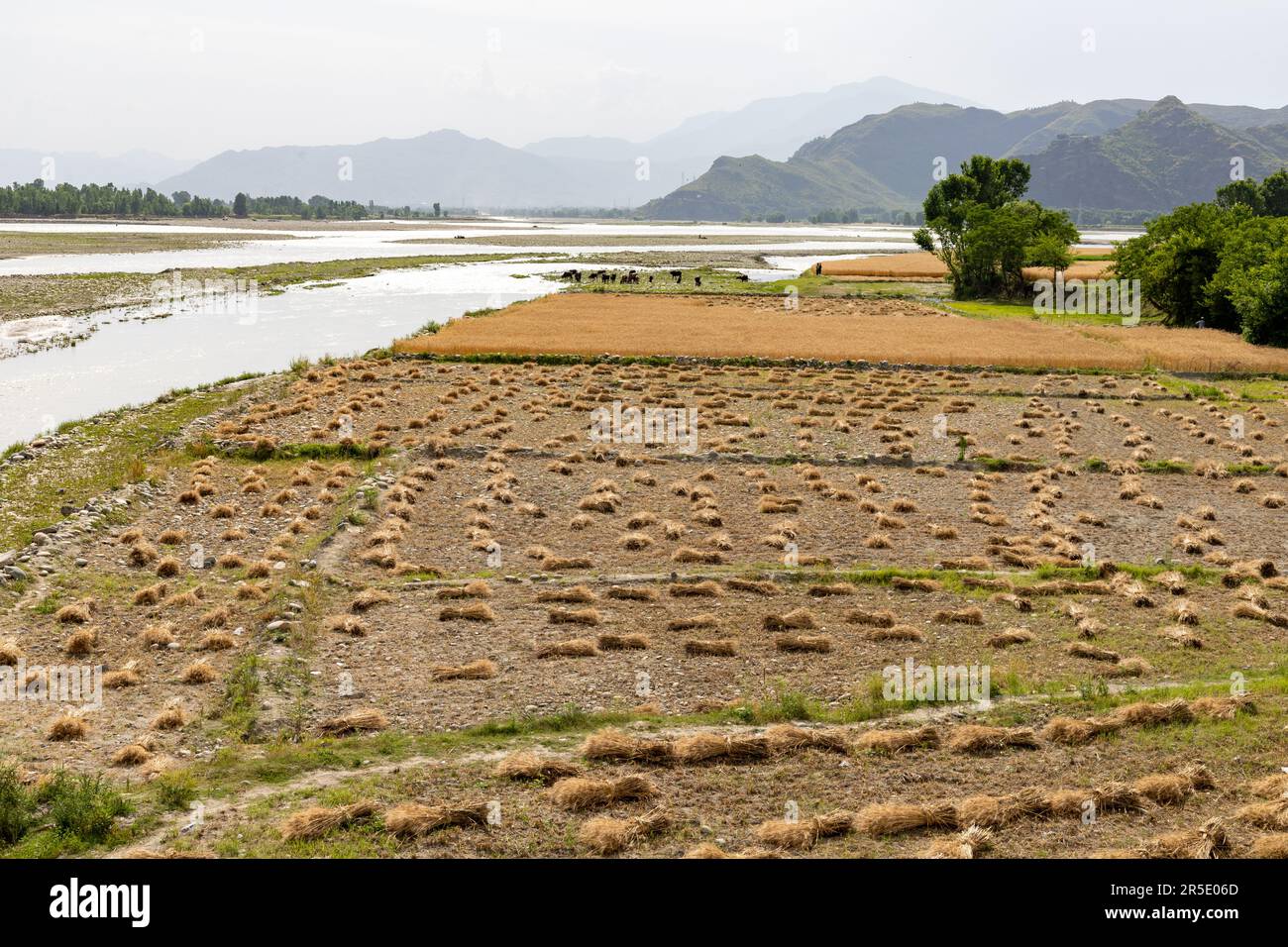 Livestock farm in pakistan hi-res stock photography and images - Alamy