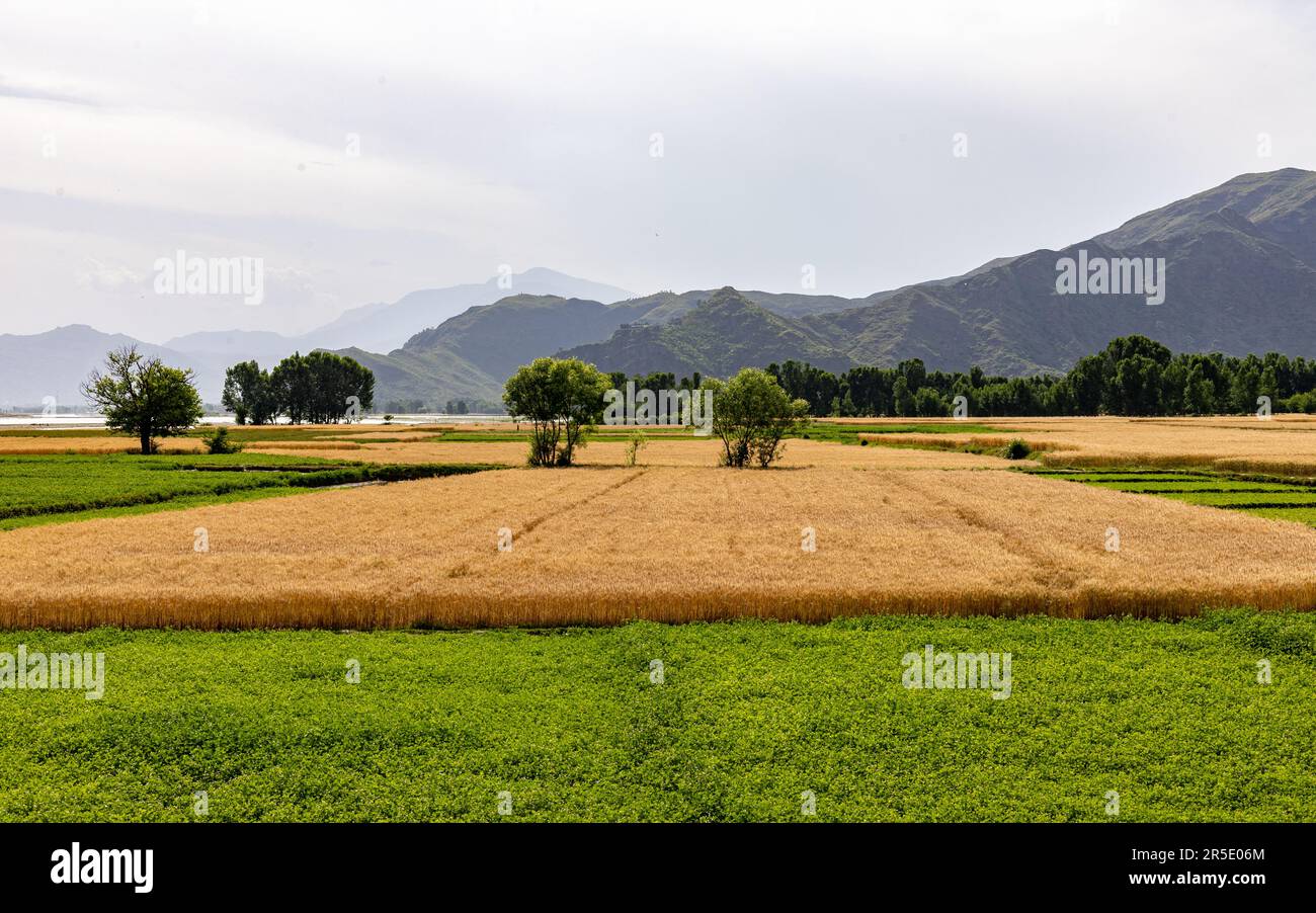 Gold wheat field panorama tree hi-res stock photography and images - Alamy
