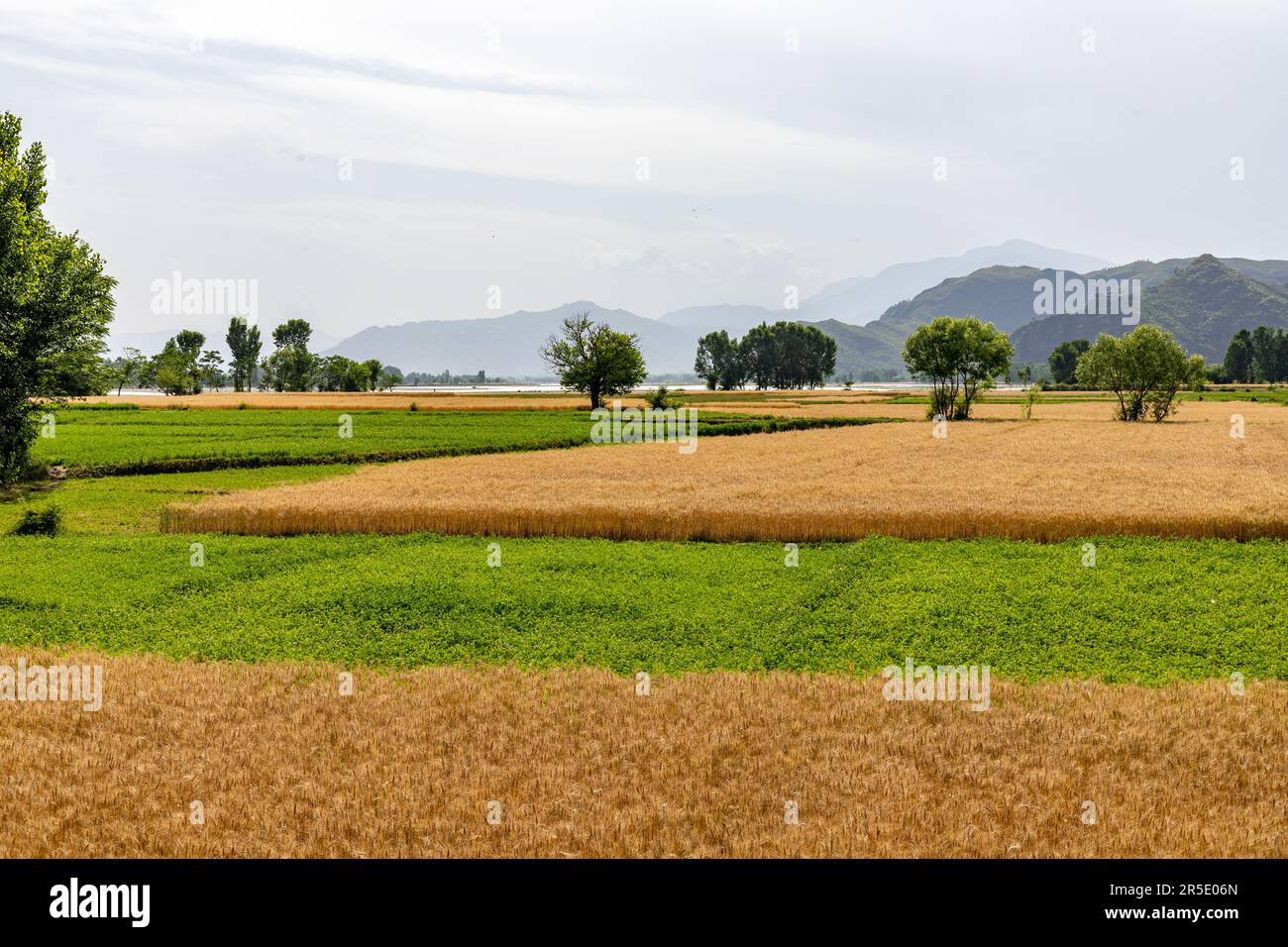 Wheat fields panoramic view in a countryside of Pakistan Stock Photo ...