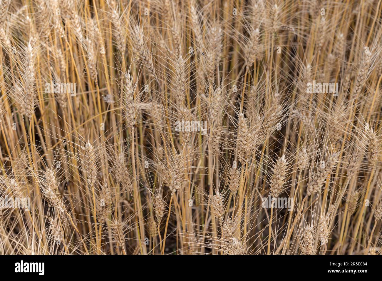 Wheat crop ripen and ready to harvest in summer Stock Photo - Alamy