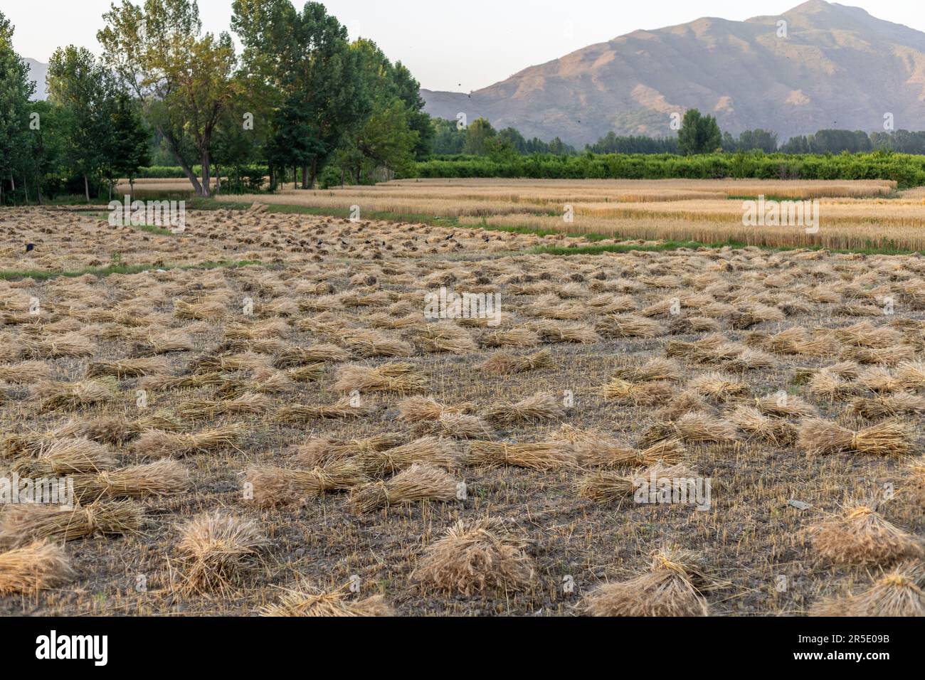 Wheat crops harvested in summer season in Pakistan Stock Photo - Alamy