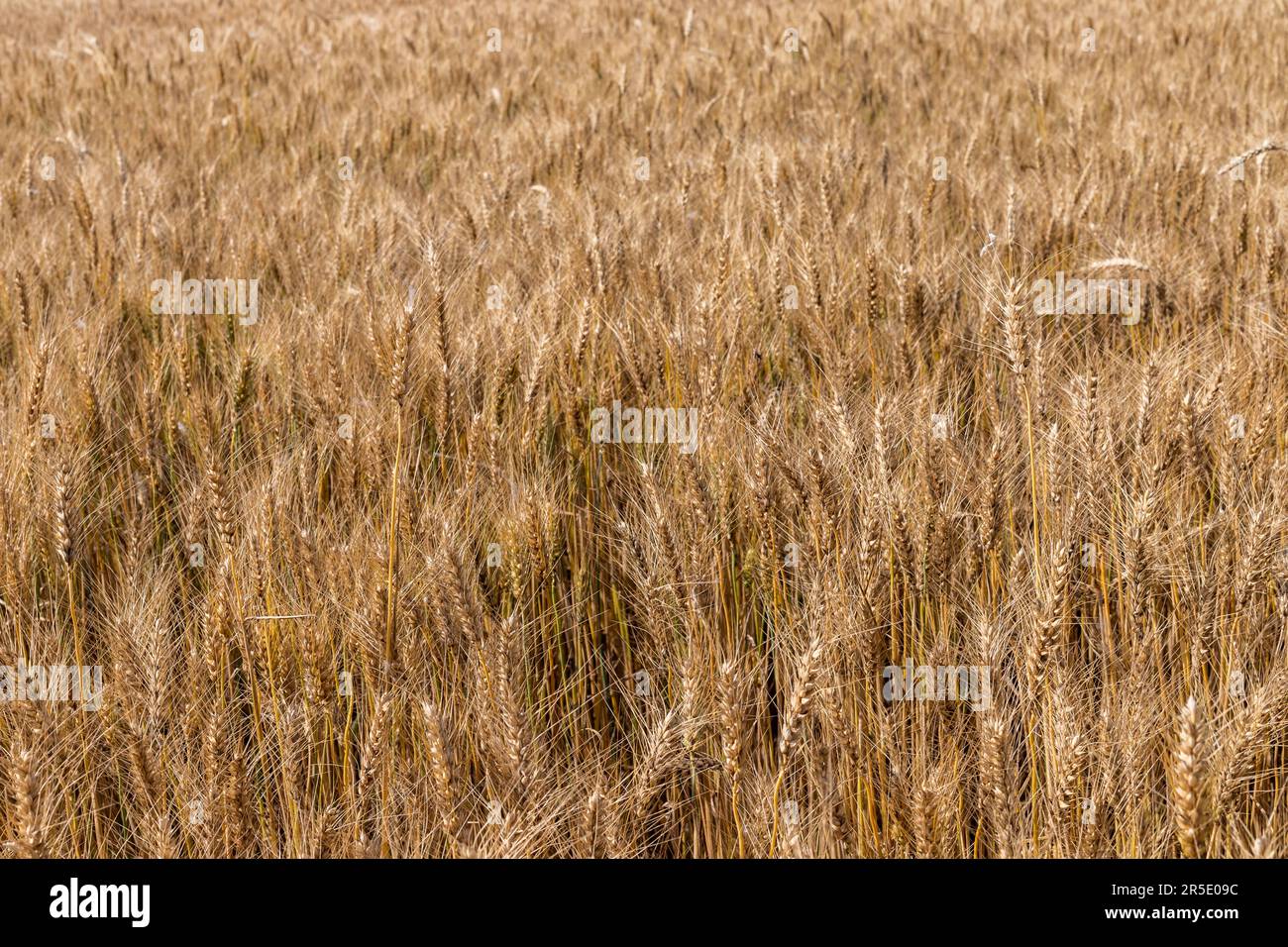 Fully ripe wheat crops in summer Stock Photo - Alamy