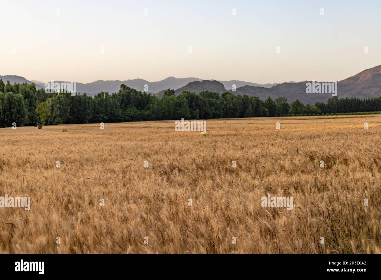 Wheat farming in the countryside of Pakistan Stock Photo - Alamy