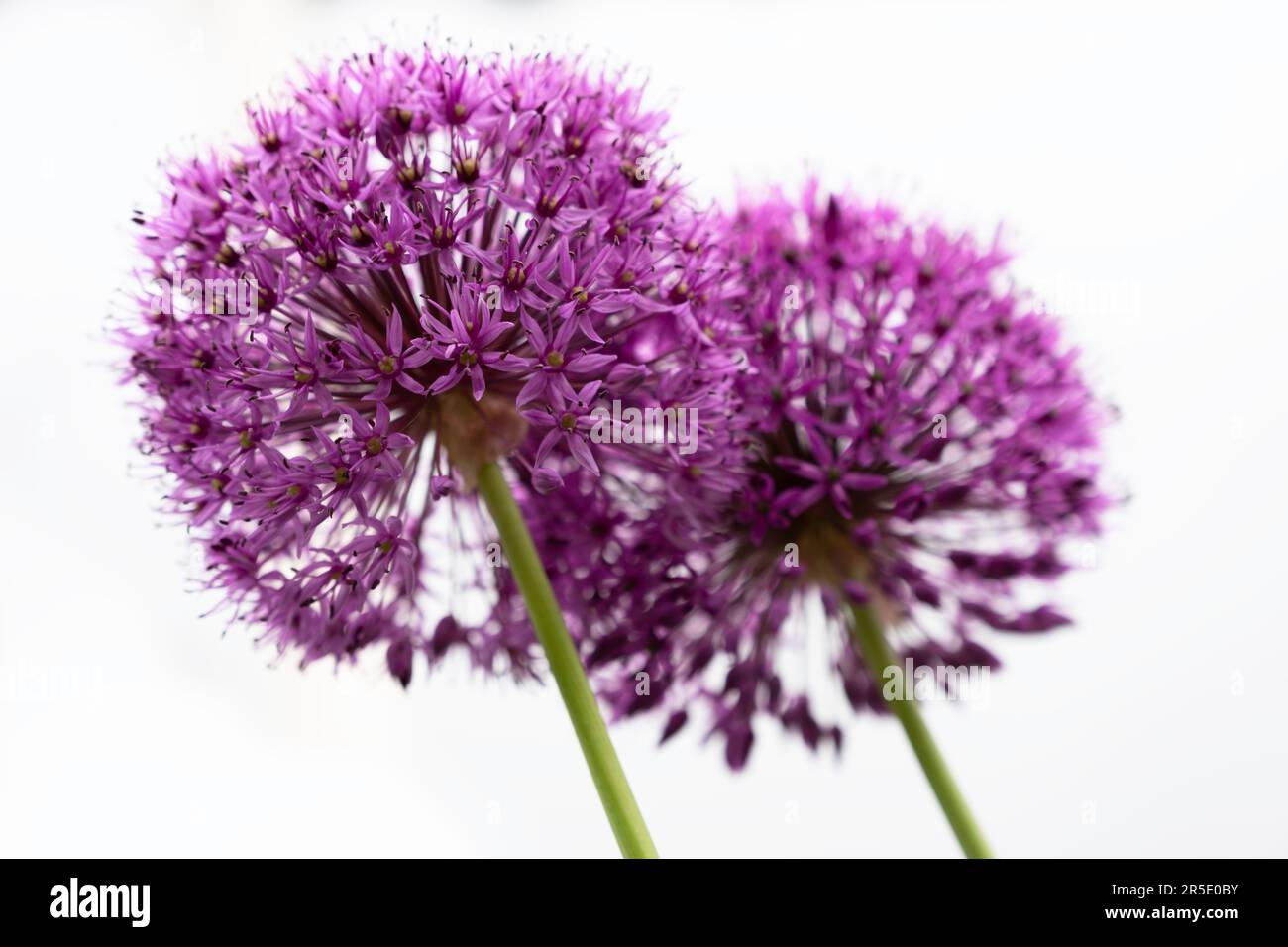 Two purple Allium flowers fused together on white background. Focus on ...