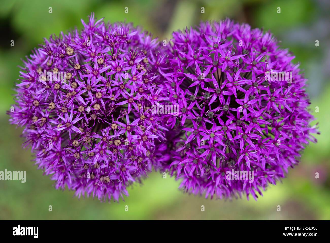 Two flowers fused together hi-res stock photography and images - Alamy
