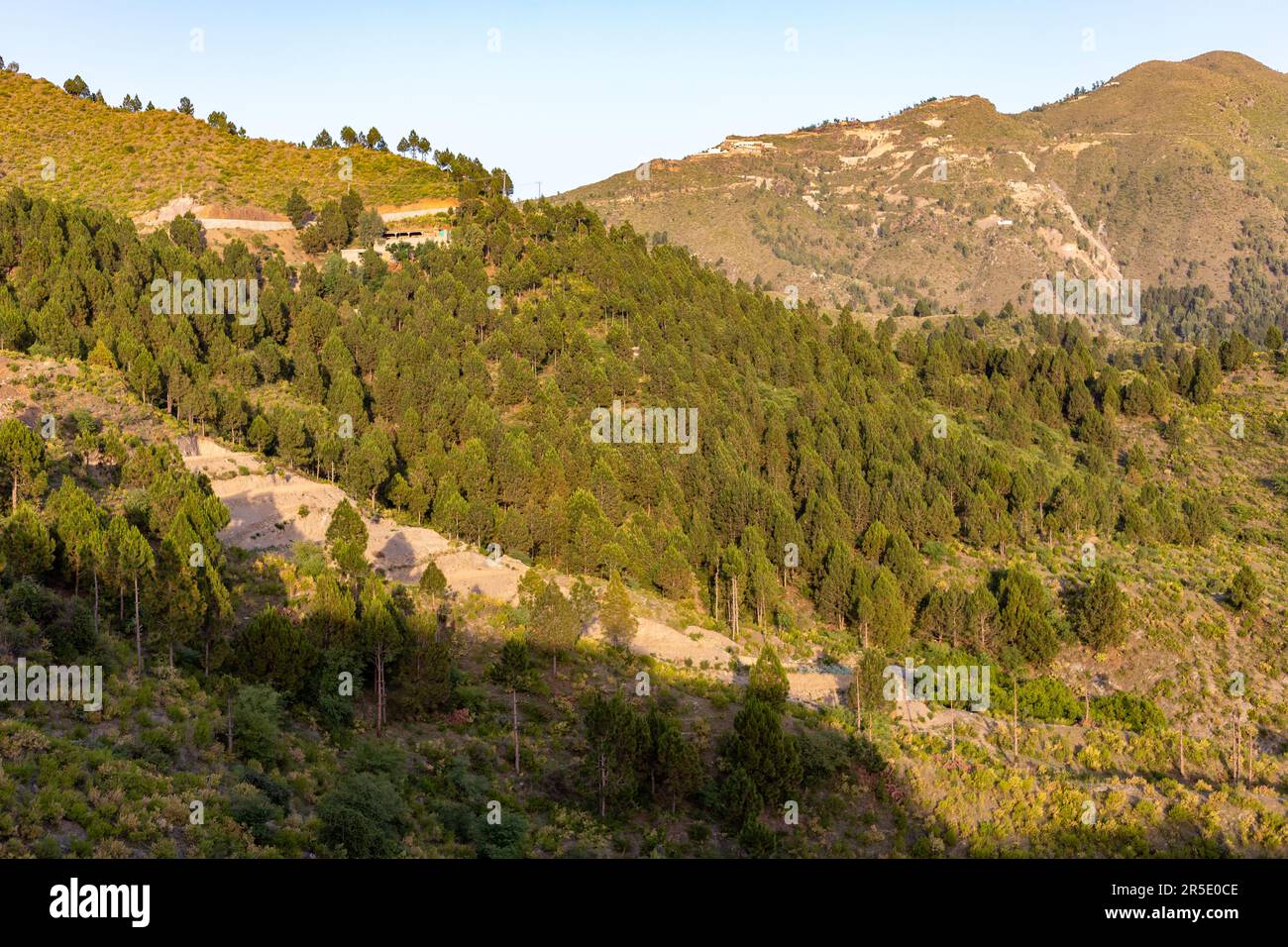 A fascinating of pine tree forest on the mountains of swat valley in ...