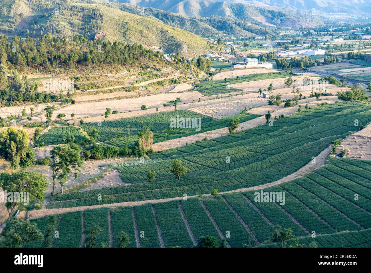 A stunning beautiful green fields of crops view at sunset at swat ...