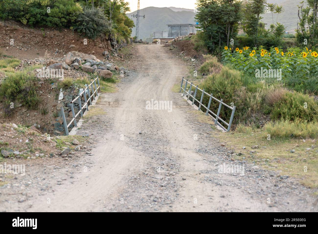 A rural dirt road along the blooming sunflowers field at a countryside ...