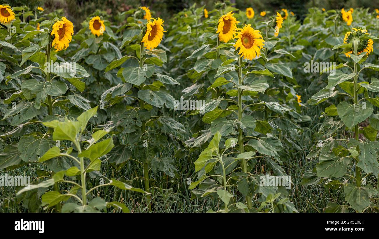 Beautiful view blooming sunflowers hi-res stock photography and images - Alamy