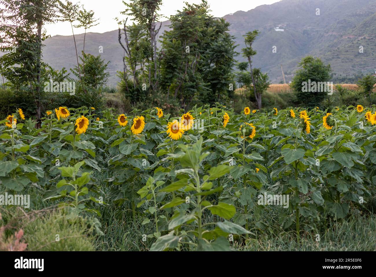 Sun flowers field in a countryside of Pakistan Stock Photo - Alamy