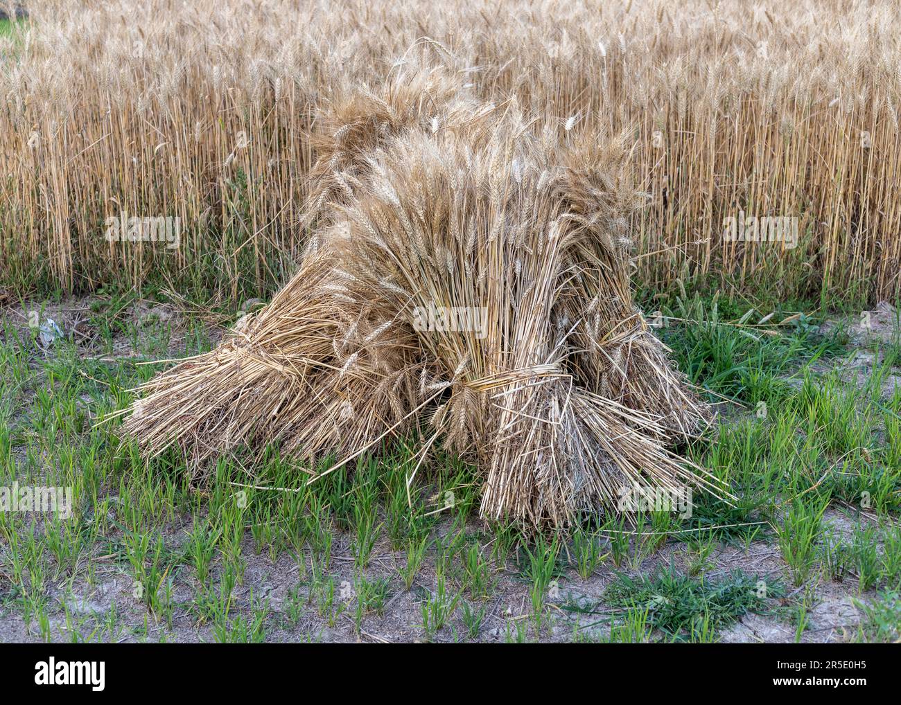 Wheat bundle hi-res stock photography and images - Alamy