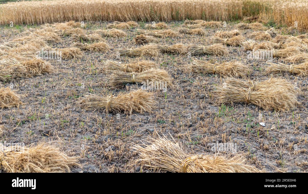 Crop bundles hi-res stock photography and images - Alamy