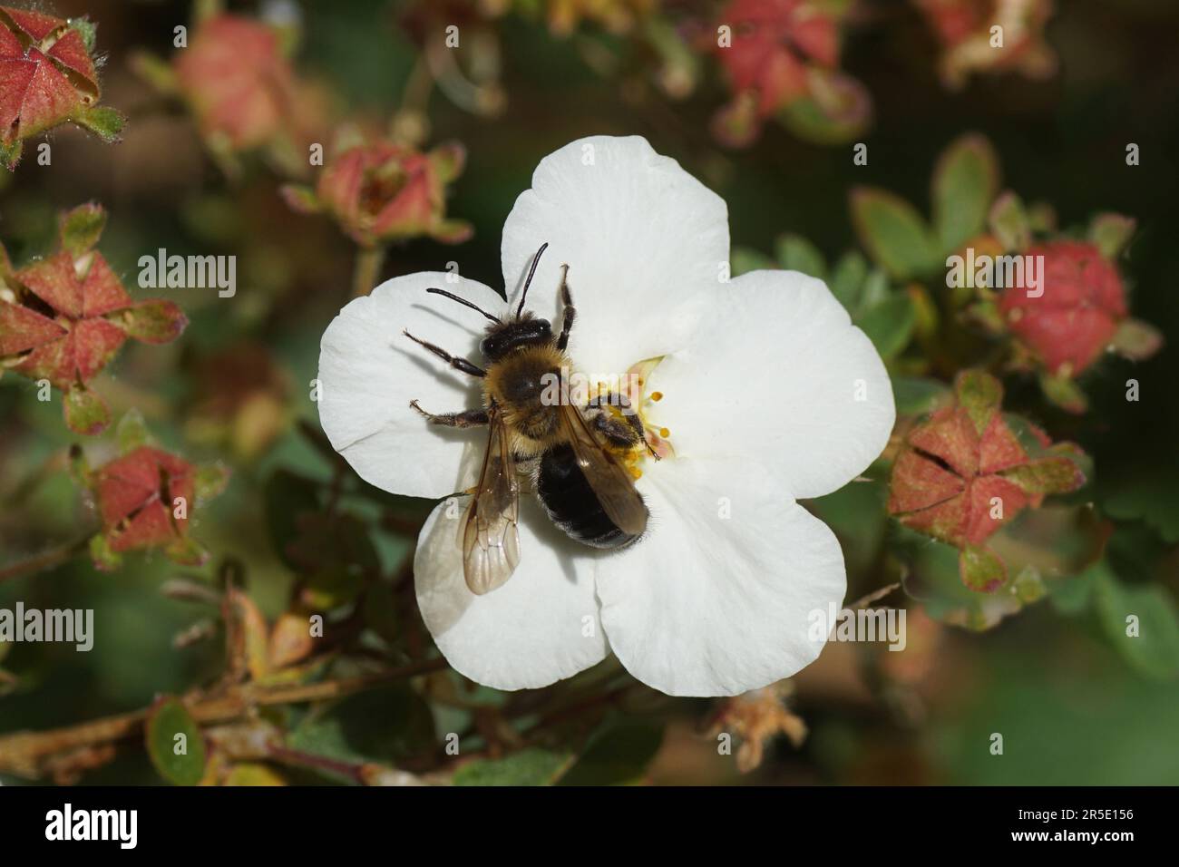Close up bee Andrena nitida. Family Mining Bees (Andrenidae). On white ...