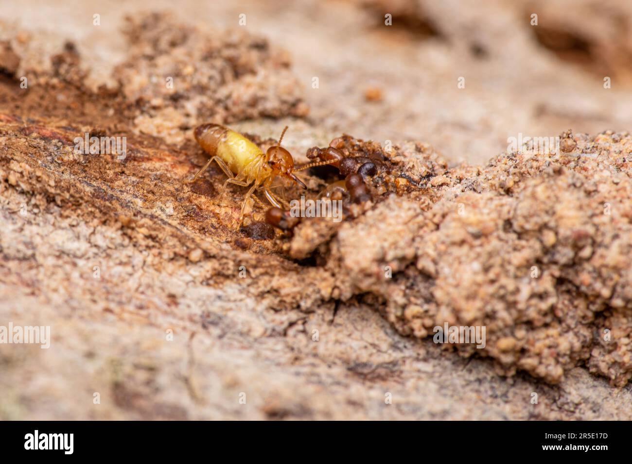 Close up of worker termites walking in nest on forest floor, Termites ...