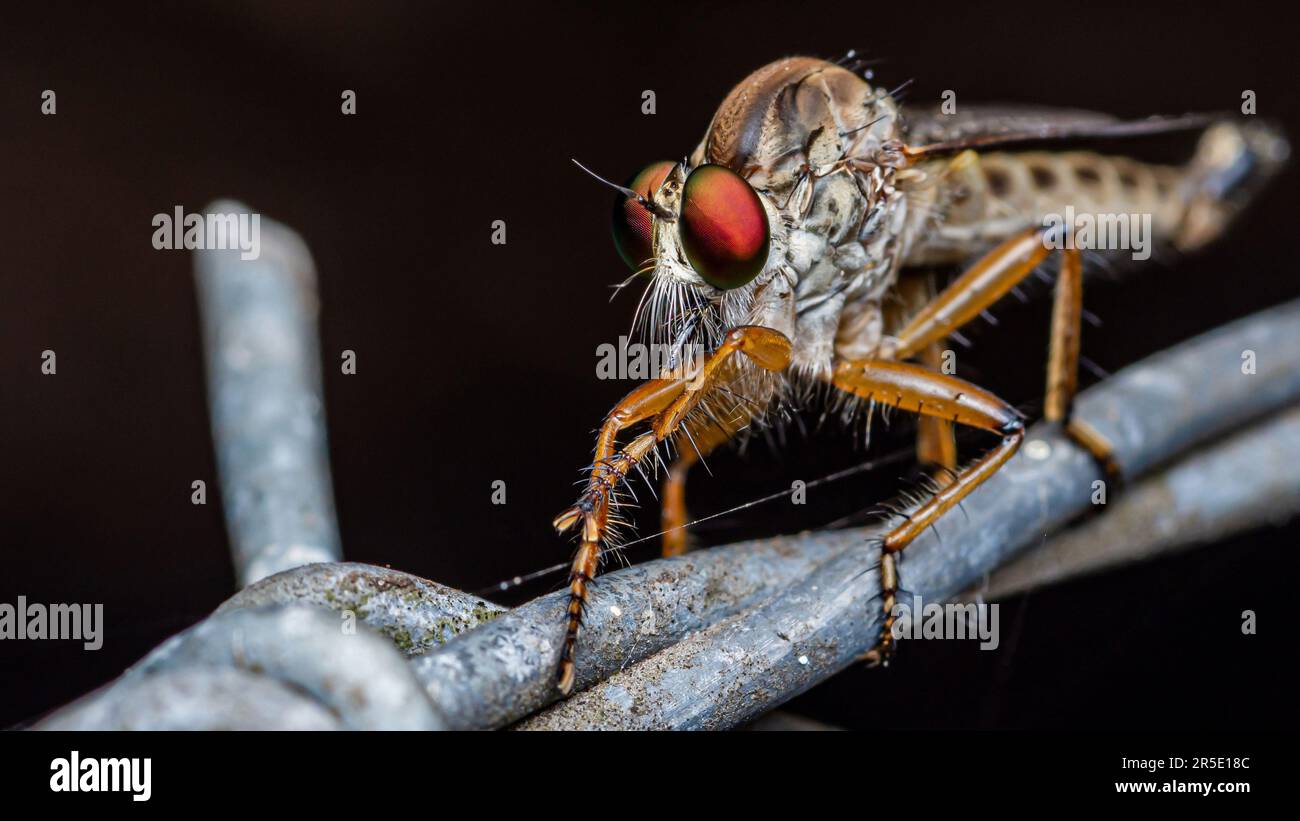 Robber fly on a barbed wire with black background, Select focus of head ...