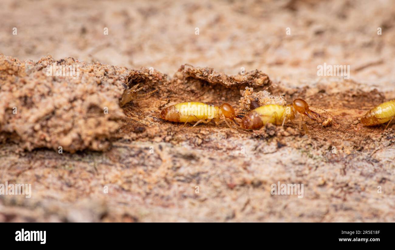 Close up of worker termites walking in nest on forest floor, Termites ...