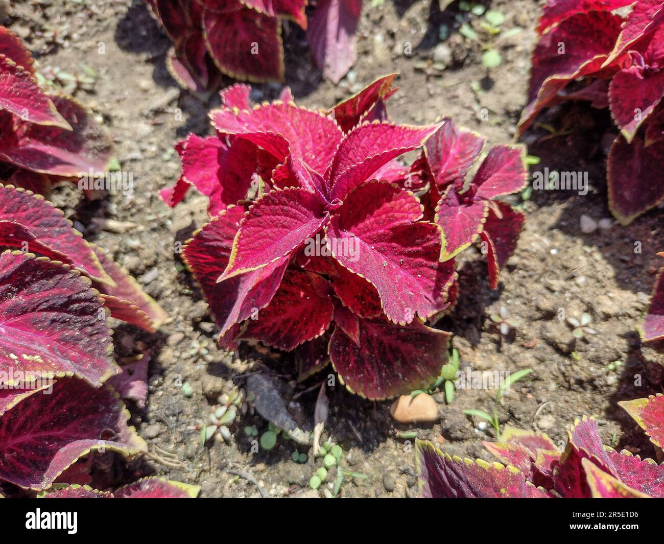 Common coleus plant in Romania. Solenostemon scutellarioides Stock ...