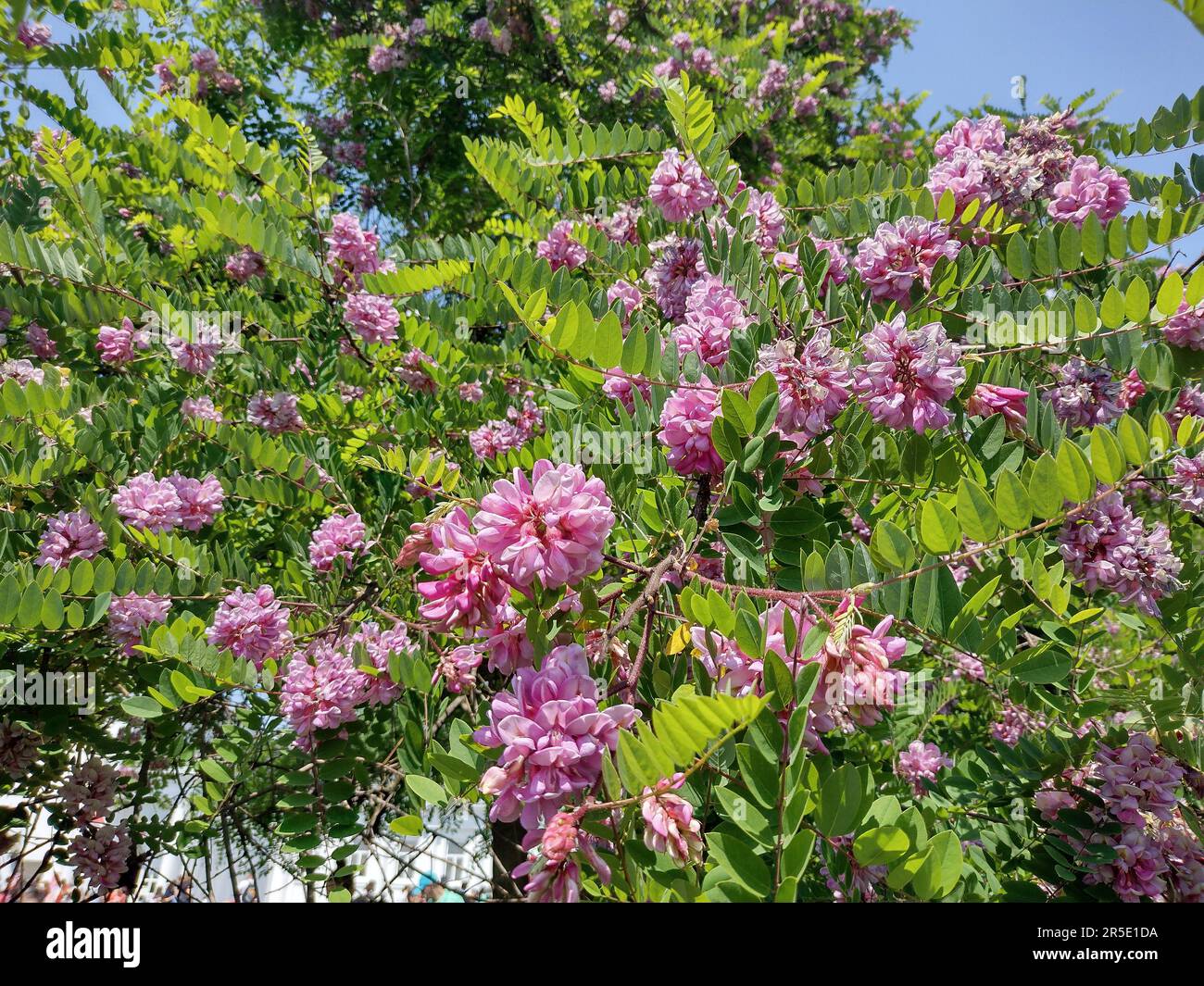 Clammy locust hi-res stock photography and images - Alamy